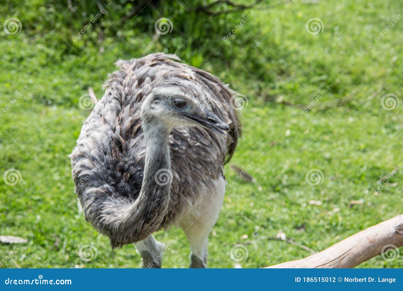 Ostrich Struts on the Meadow Stock Photo - Image of struts, animal ...