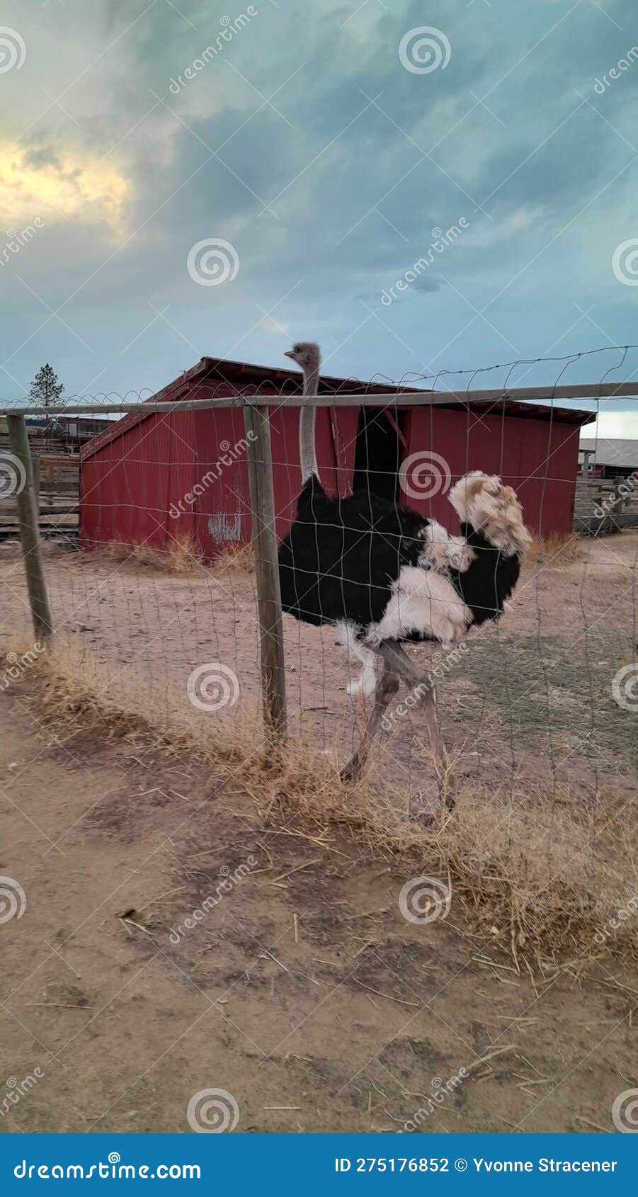 Ostrich at Sundown Terry Bison Ranch Stock Photo - Image of pasture ...