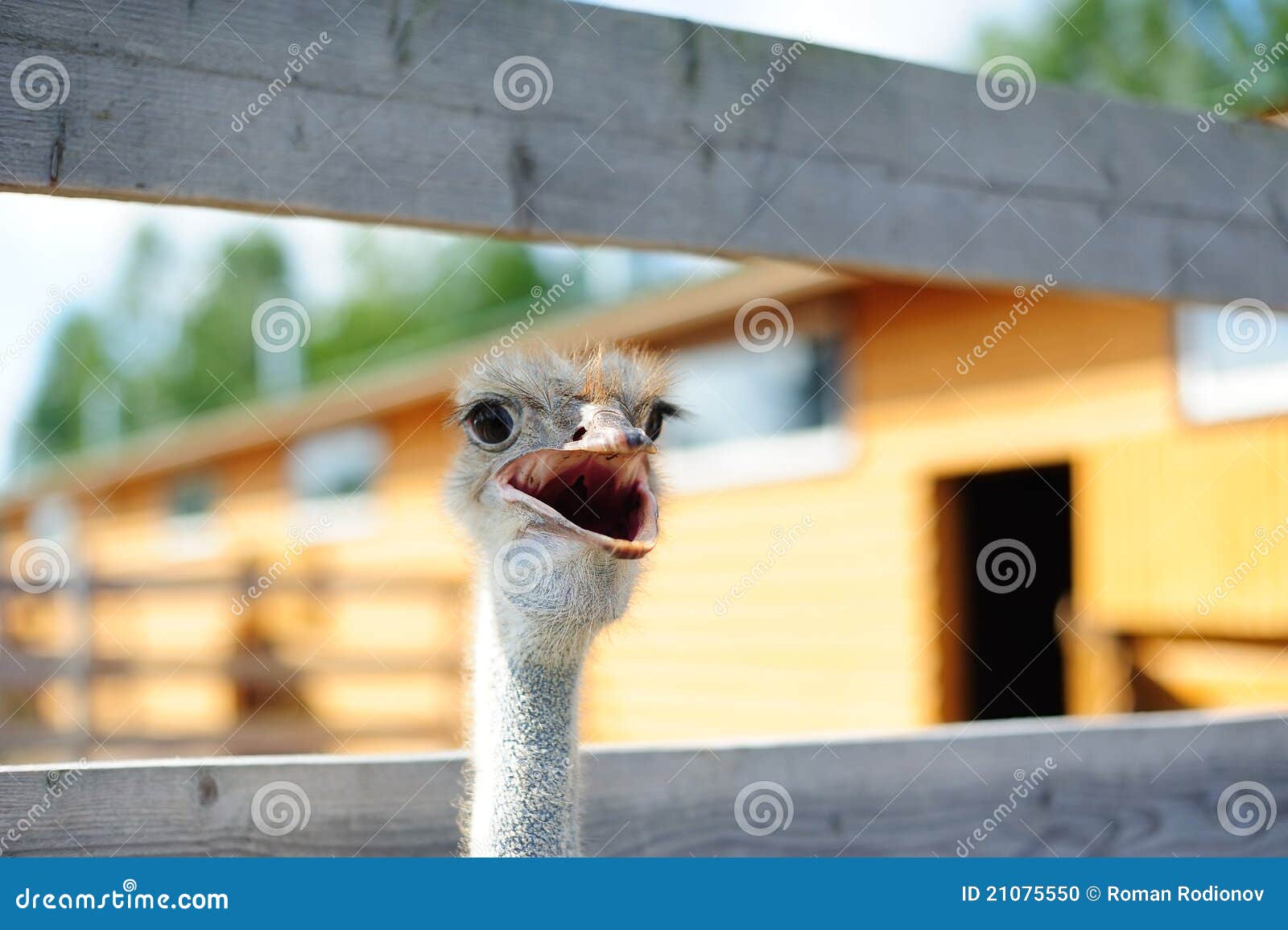 Ostrich talking stock photo. Image of outdoor, portrait - 21075550
