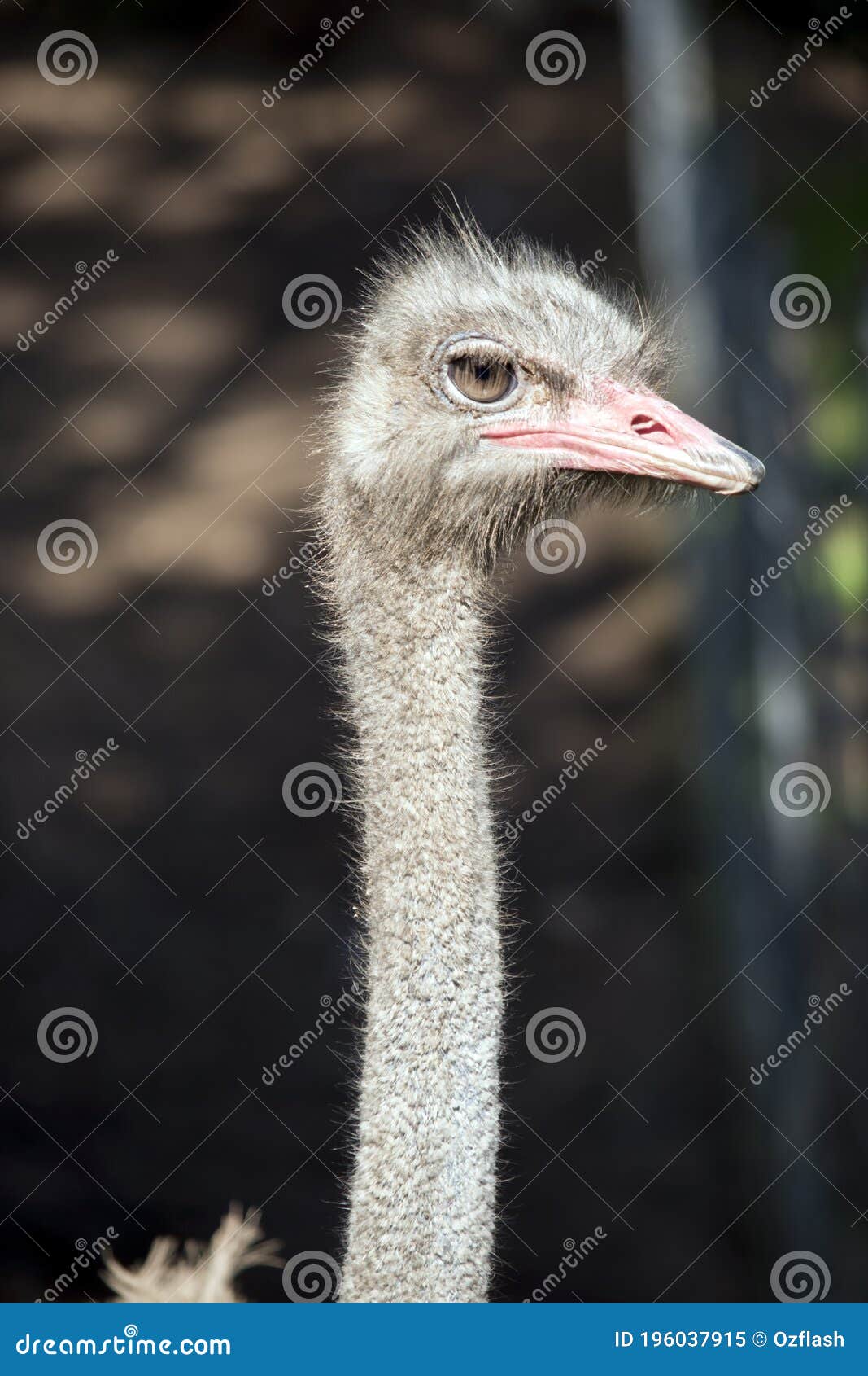 The Ostrich is a Tall Bird with a Long Neck Stock Image - Image of neck ...