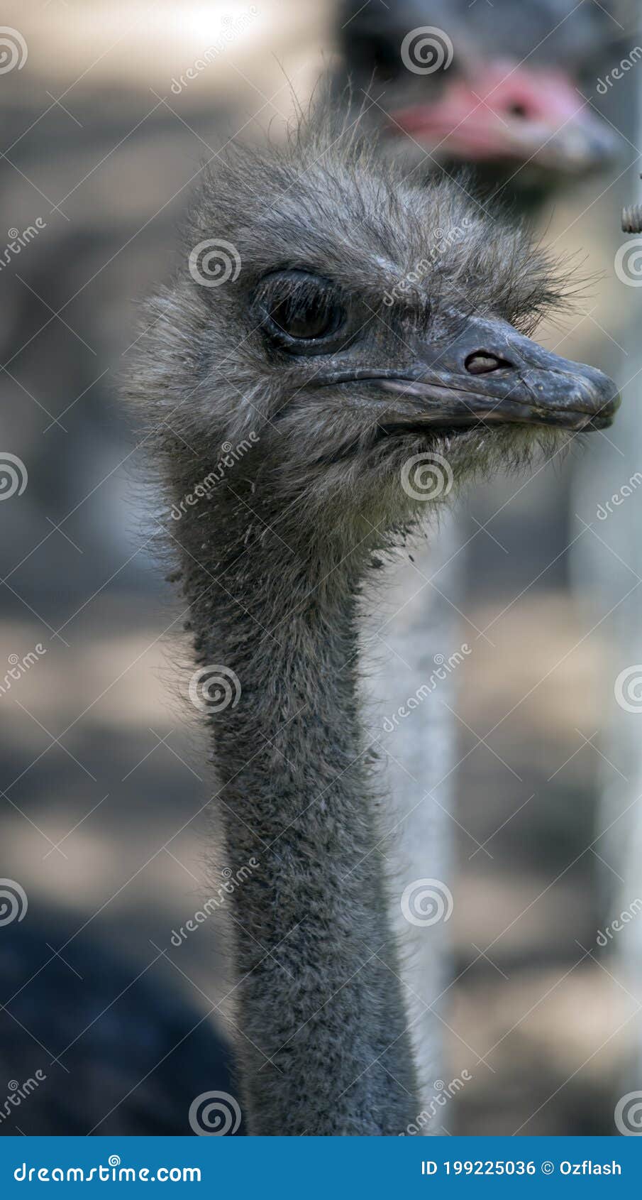 The Ostrich is a Tall Grey Bird Stock Photo - Image of lash, pink ...