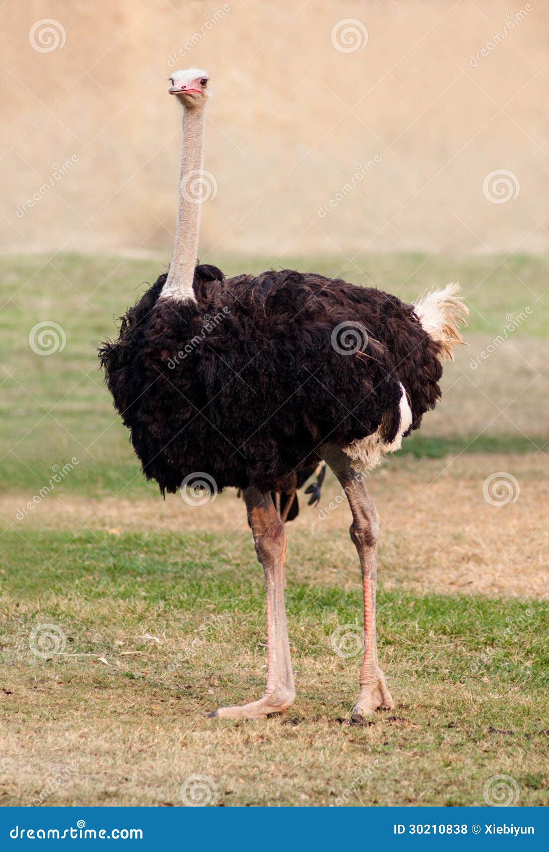 Big ostrich stock photo. Image of large, avian, curiosity - 30210838