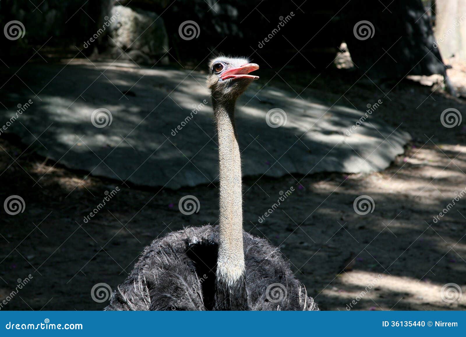 Ostrich stock photo. Image of ostrich, wildlife, fauna - 36135440