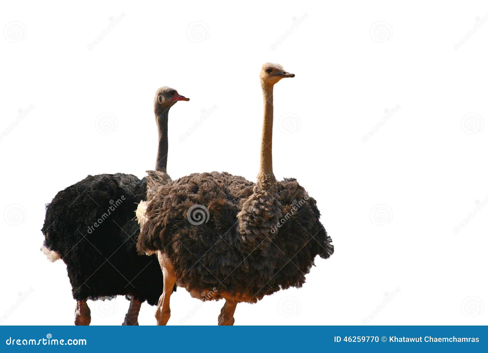 Ostrich stock photo. Image of bird, ecological, animal - 46259770
