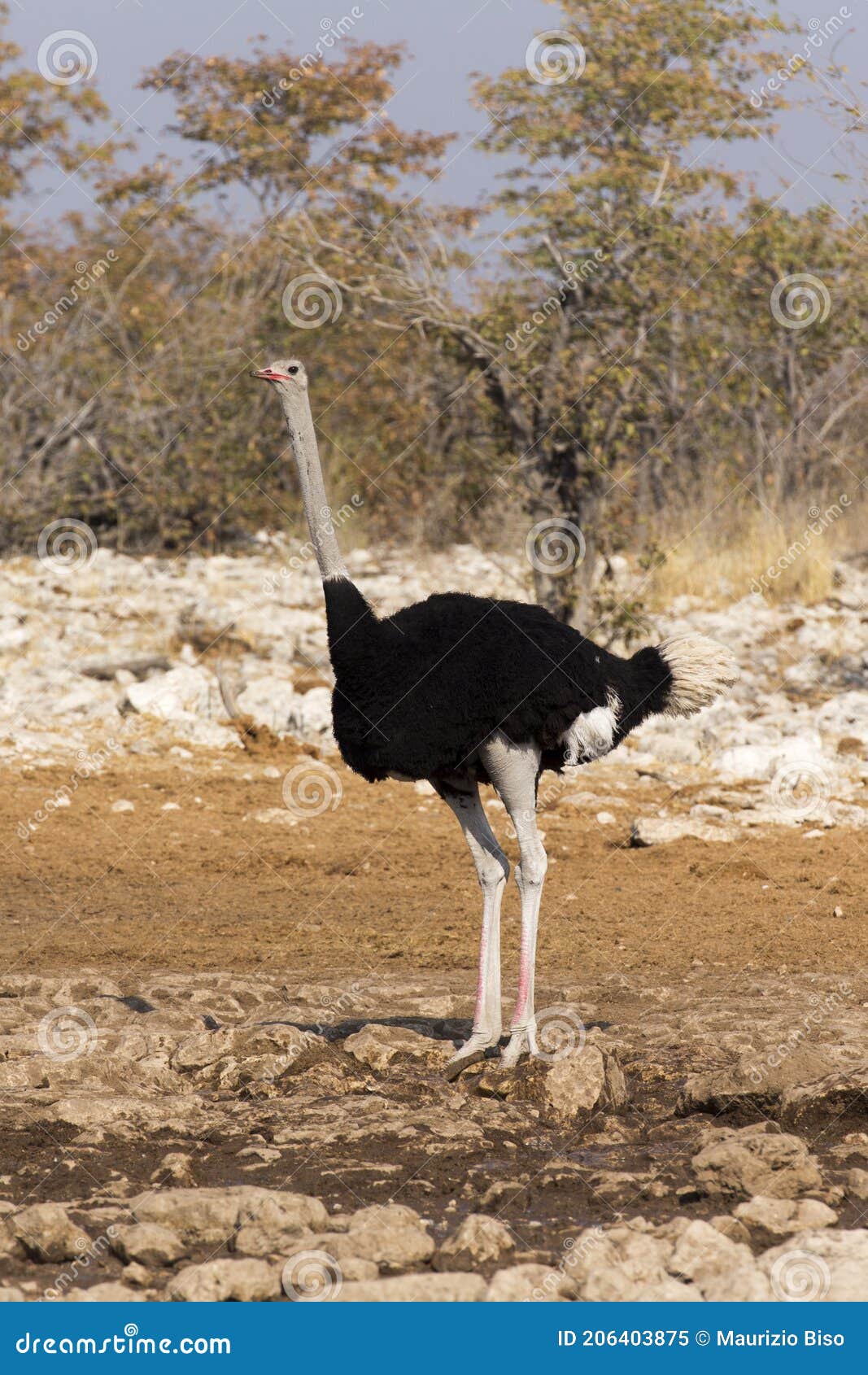 An Ostrich View at Waterhole Stock Image - Image of ostrich, springbok ...