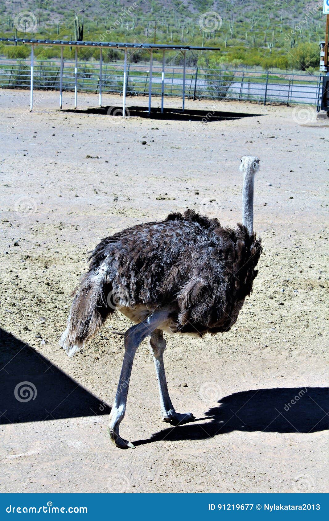 Baby Ostriches Attacks