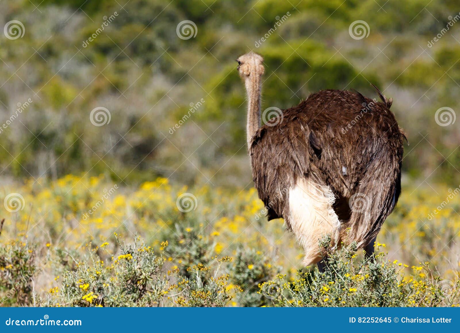 Ostrich Walking between the Yellow Field Flowers Stock Image - Image of ...