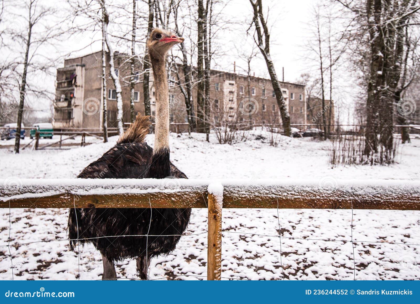 An Ostrich Walks through the Snow on a Winter Day Stock Photo - Image ...