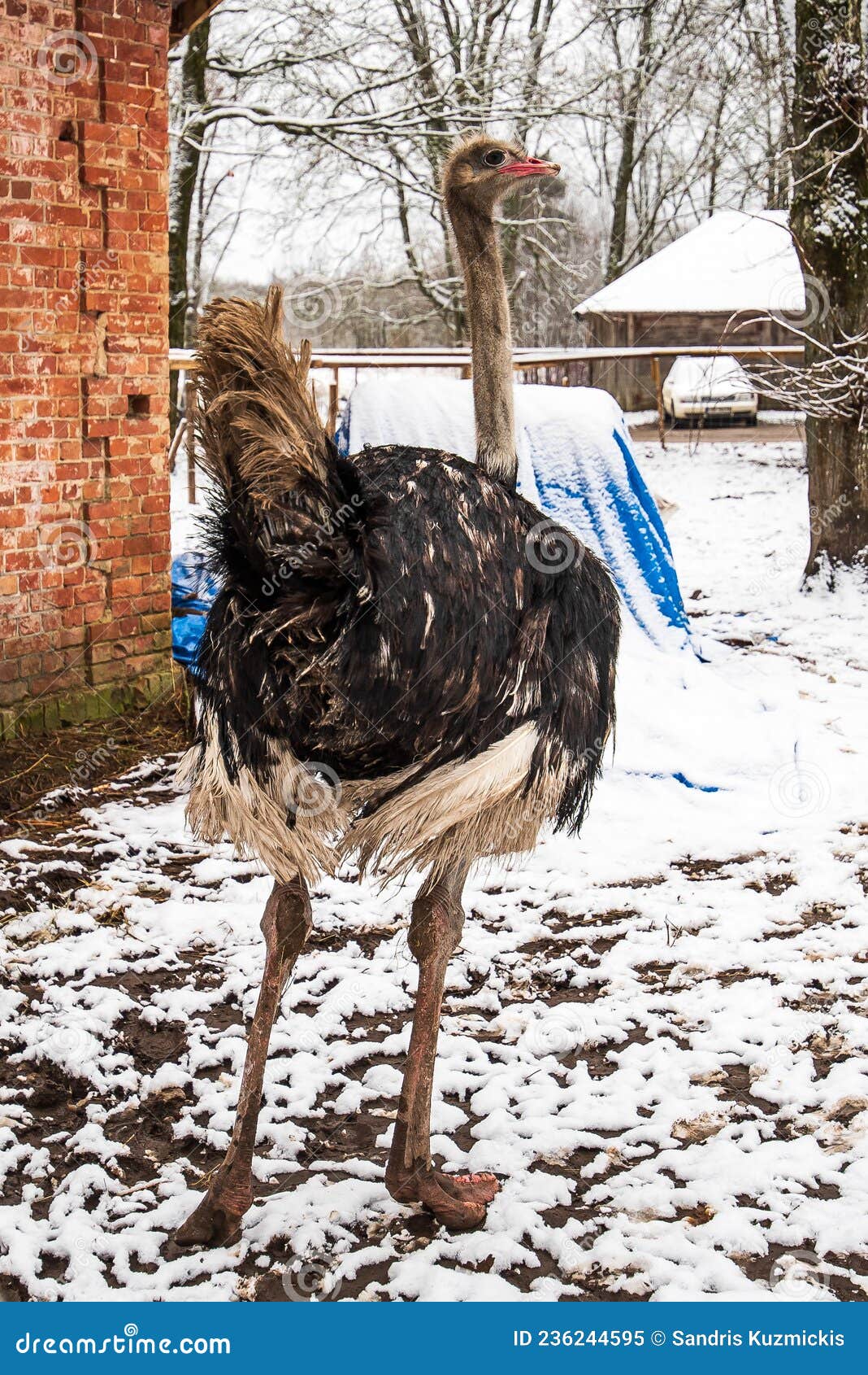 An Ostrich Walks through the Snow on a Winter Day Stock Image - Image ...