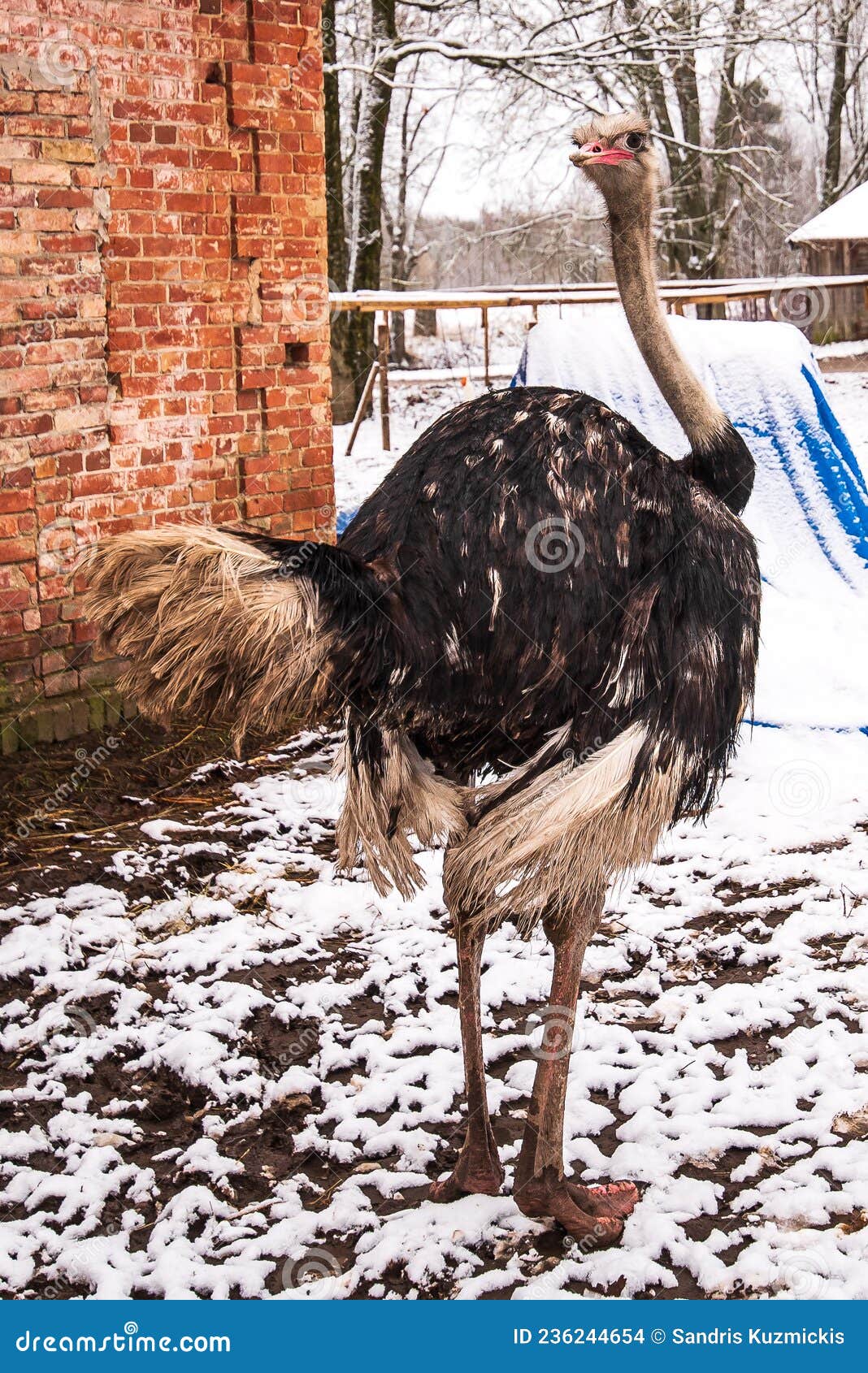 An Ostrich Walks through the Snow on a Winter Day Stock Photo - Image ...