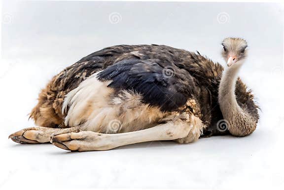 Ostrich white background stock image. Image of sleeping - 333751685