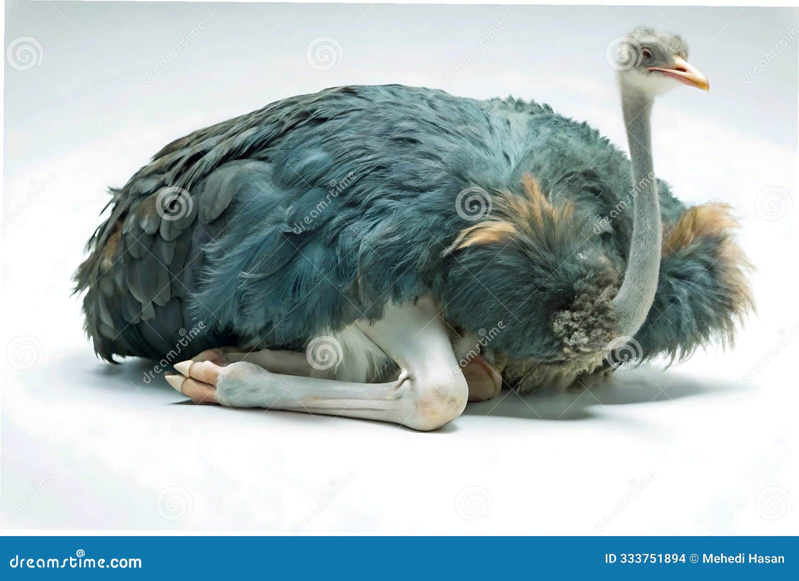 Ostrich white background stock photo. Image of australia - 333751894