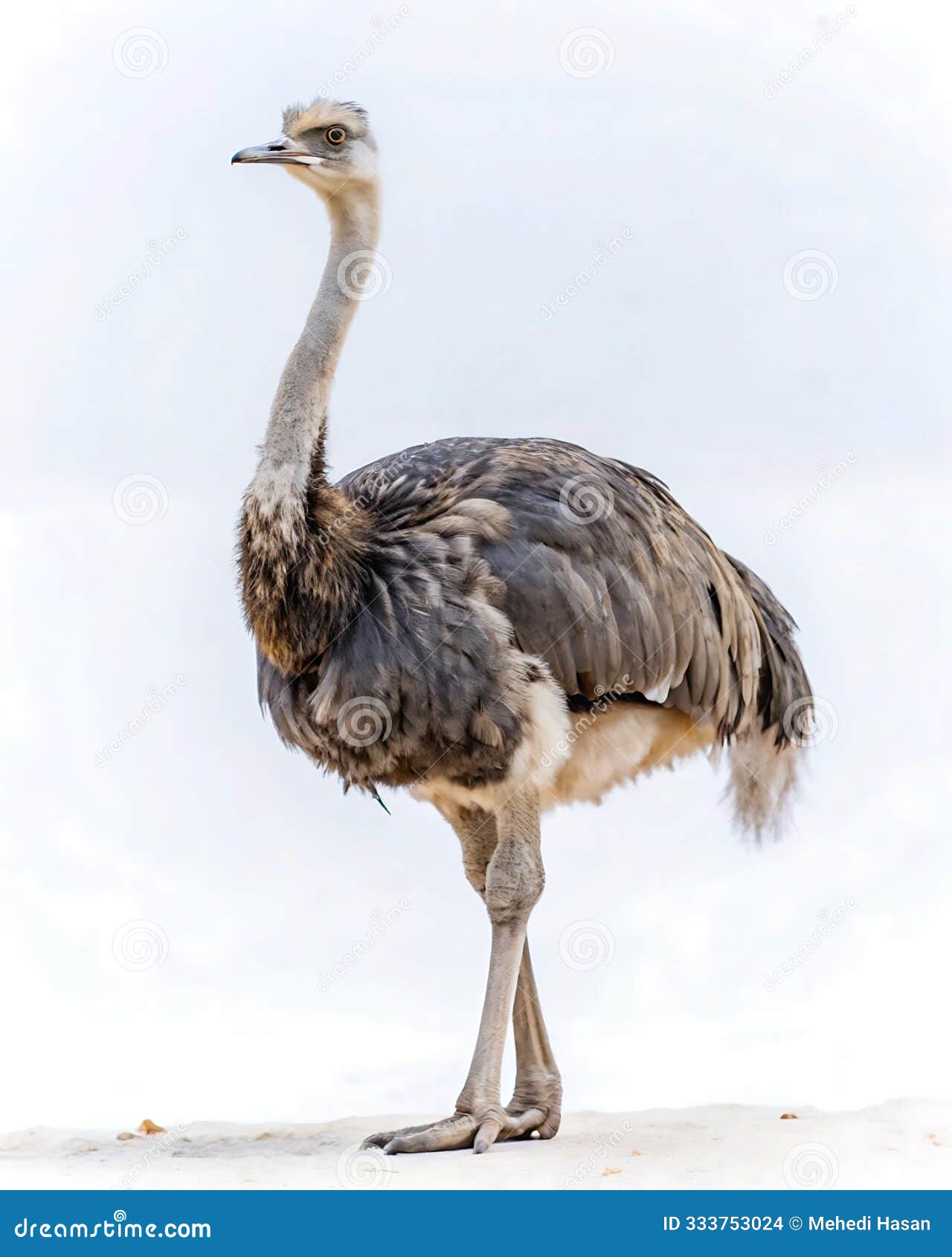 Ostrich white background stock photo. Image of reptile - 333753024