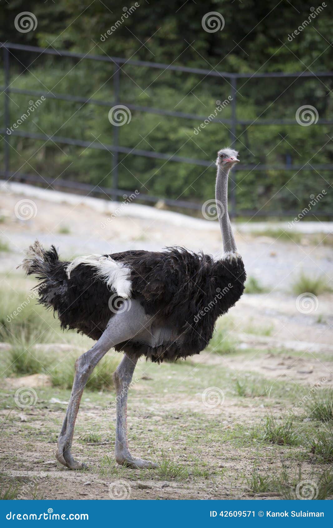 Ostrich stock image. Image of plain, animal, bird, nature - 42609571