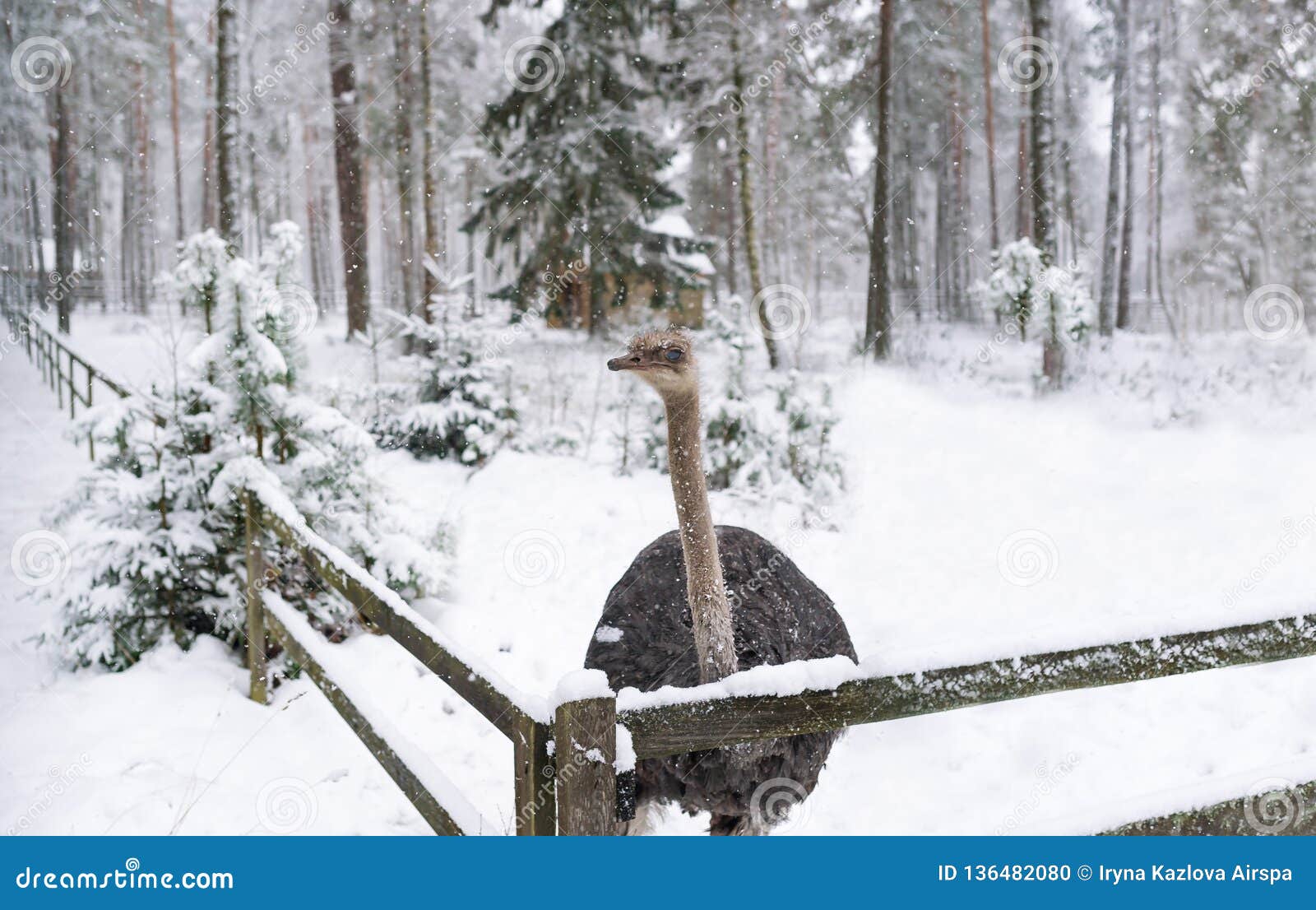Ostrich in the Winter on the Farm Stock Photo - Image of snow, fence ...