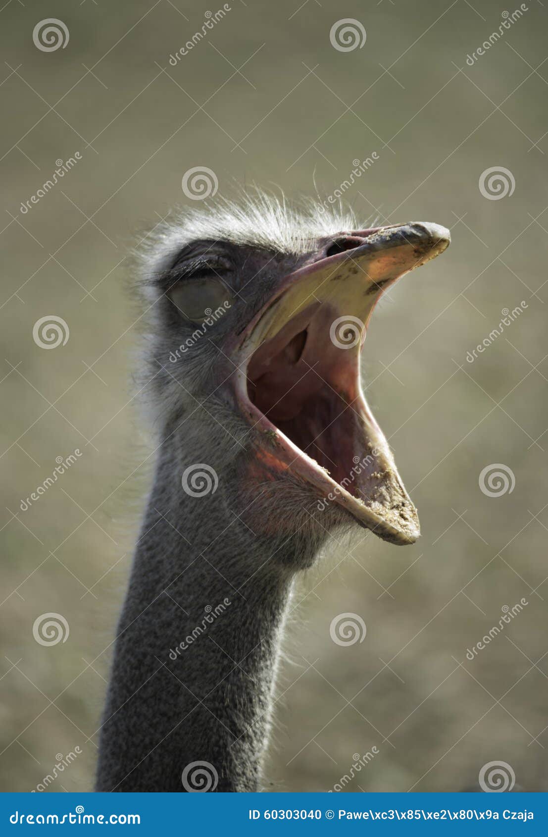 Ostrich yelling stock photo. Image of animal, yelling - 60303040