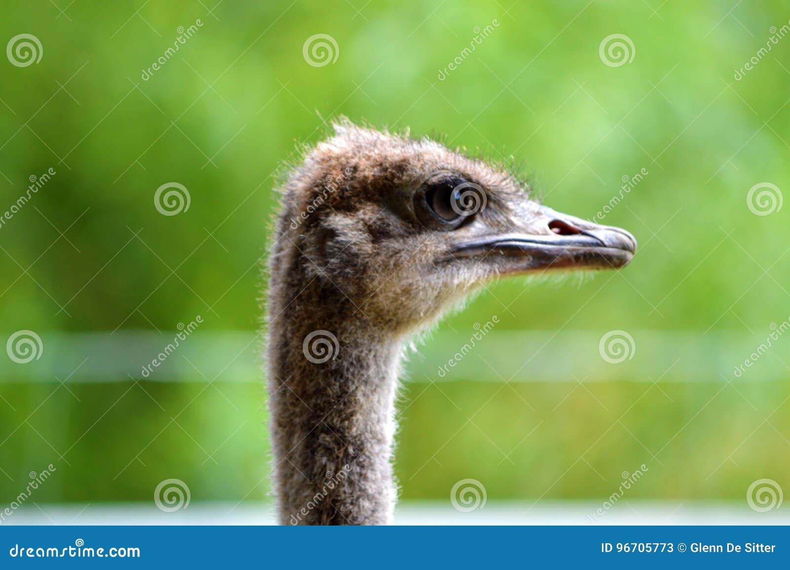 Ostrich stock image. Image of young, farm, serious, beak - 96705773