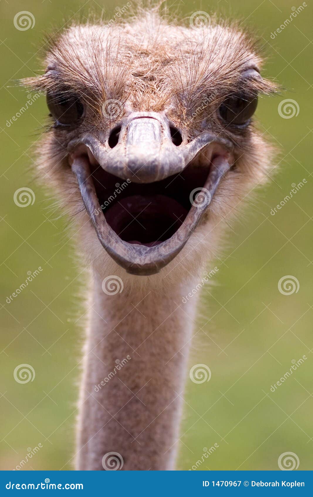 Ostrich in Your Face stock image. Image of open, mouth - 1470967