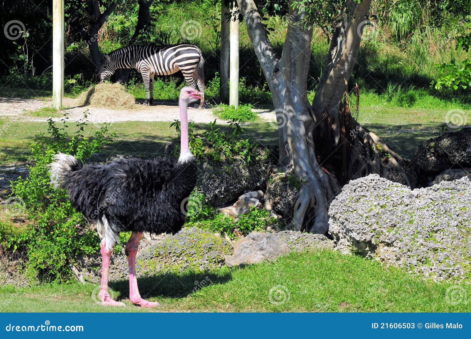 Ostrich & Zebra stock image. Image of ostriches, long - 21606503