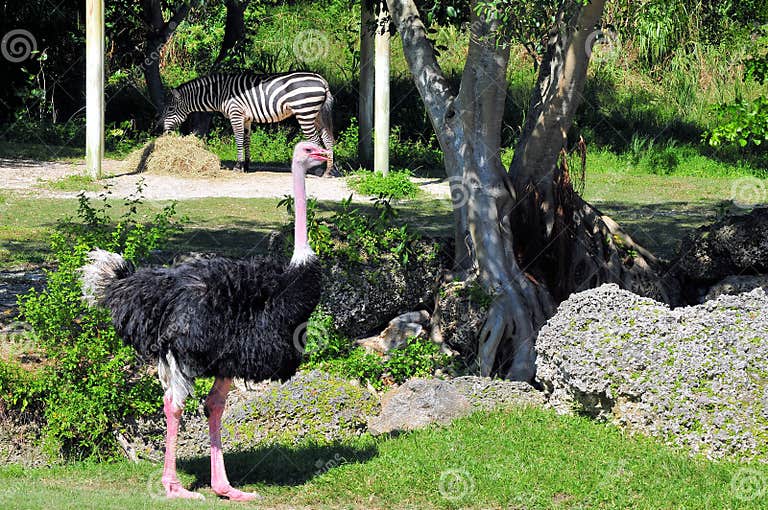 Ostrich & Zebra stock image. Image of ostriches, long - 21606503