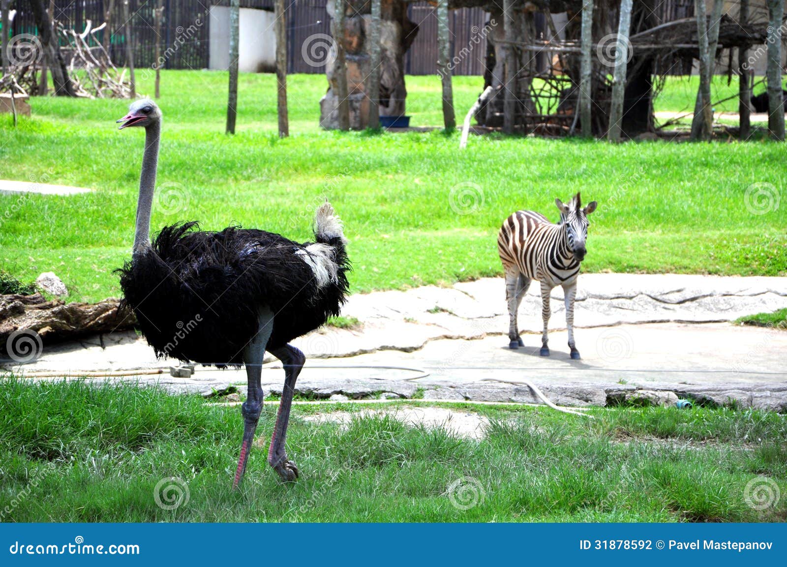 Ostrich and zebra stock photo. Image of horse, standing - 31878592