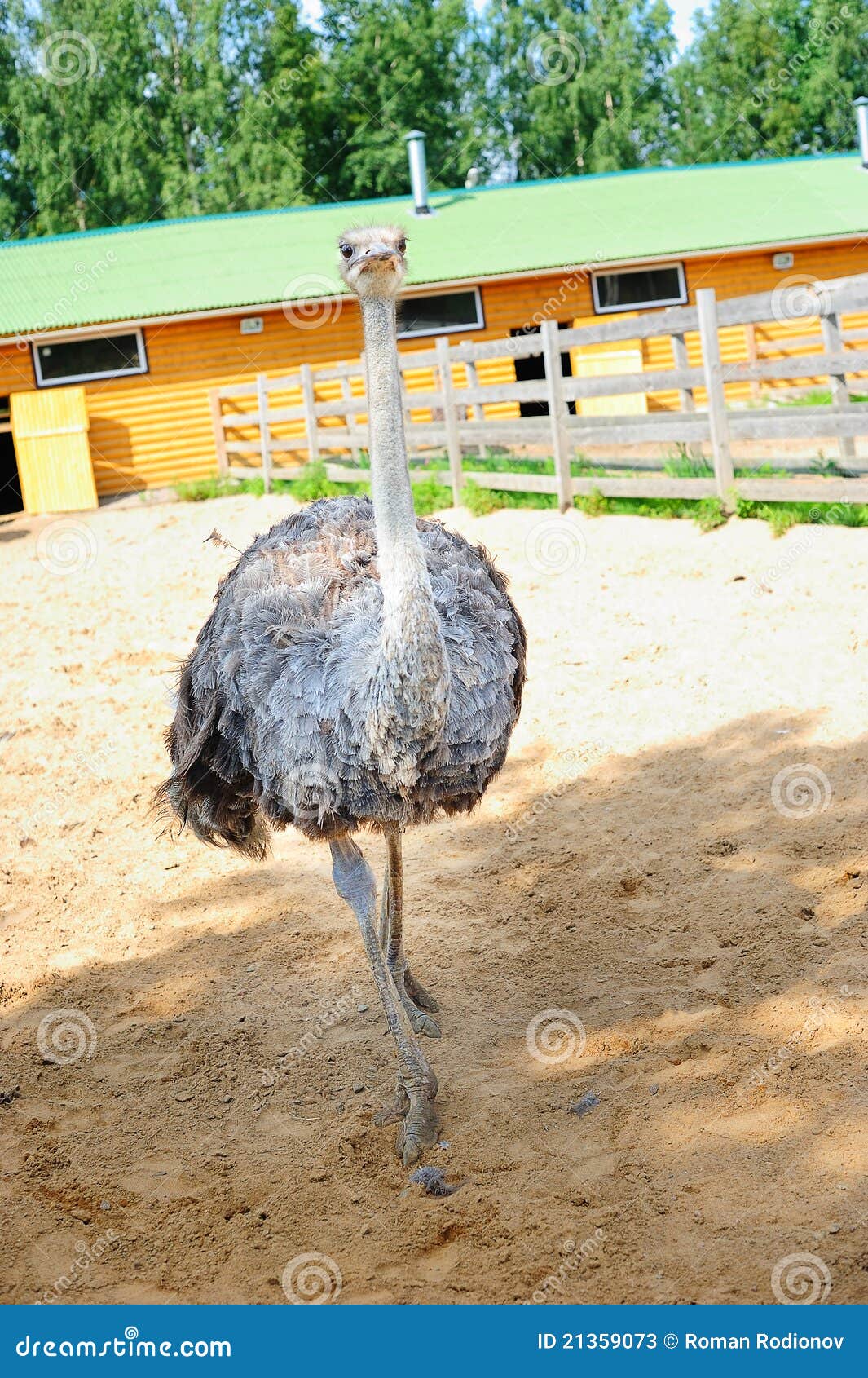 Ostrich in the zoo stock image. Image of tourism, animal - 21359073