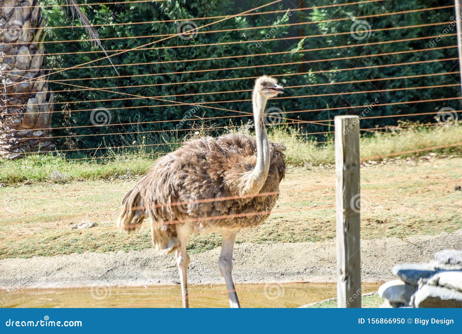 Ostrich in a Zoo Animals Background Stock Photo - Image of africa, beak ...