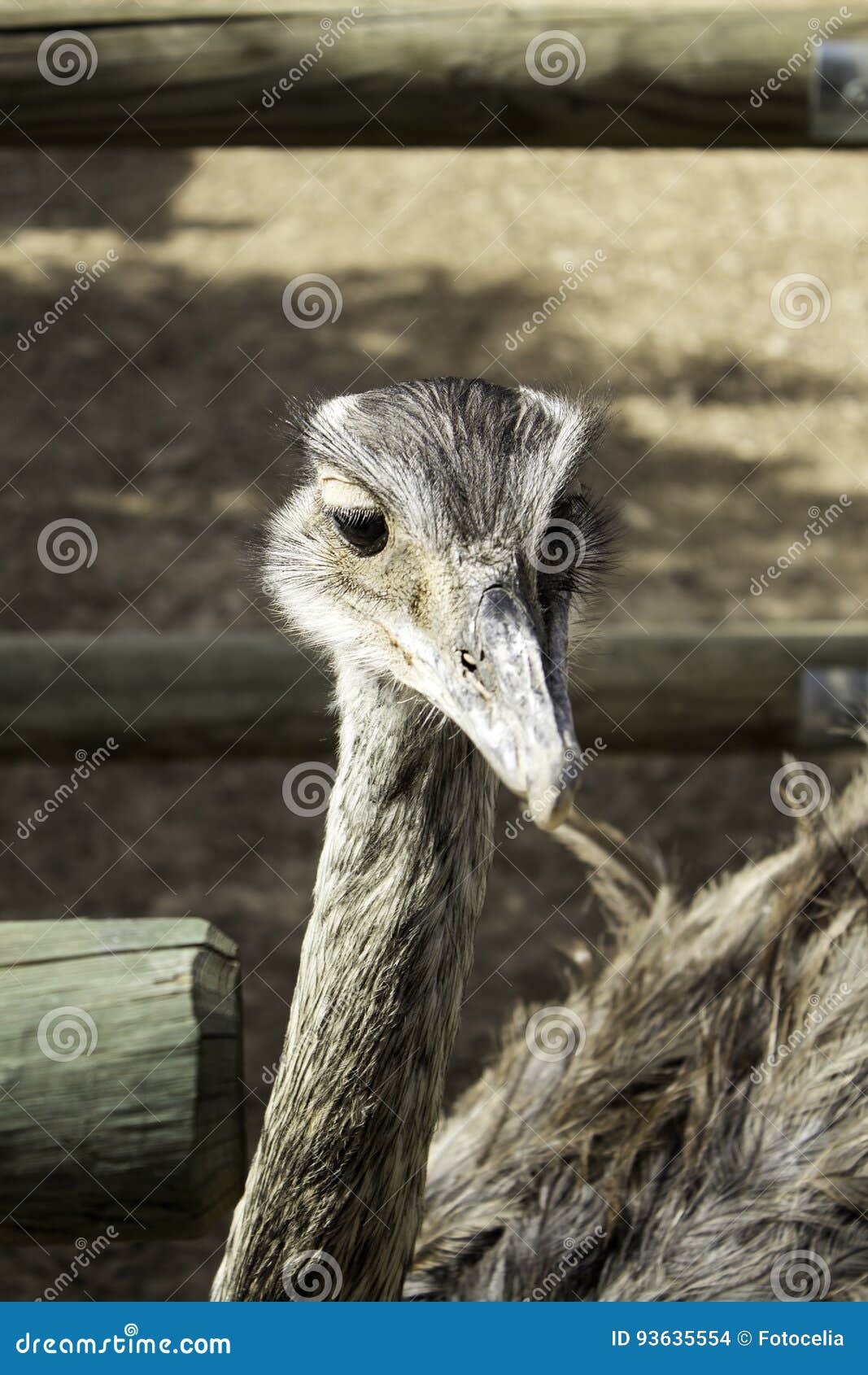 Ostrich in zoo stock photo. Image of close, long, bird - 93635554