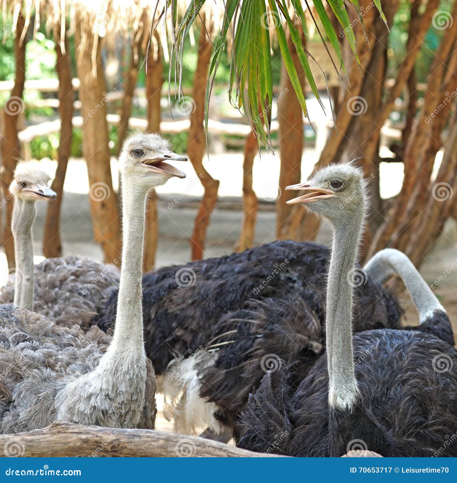 Ostrich in the zoo stock image. Image of jungle, wild - 70653717