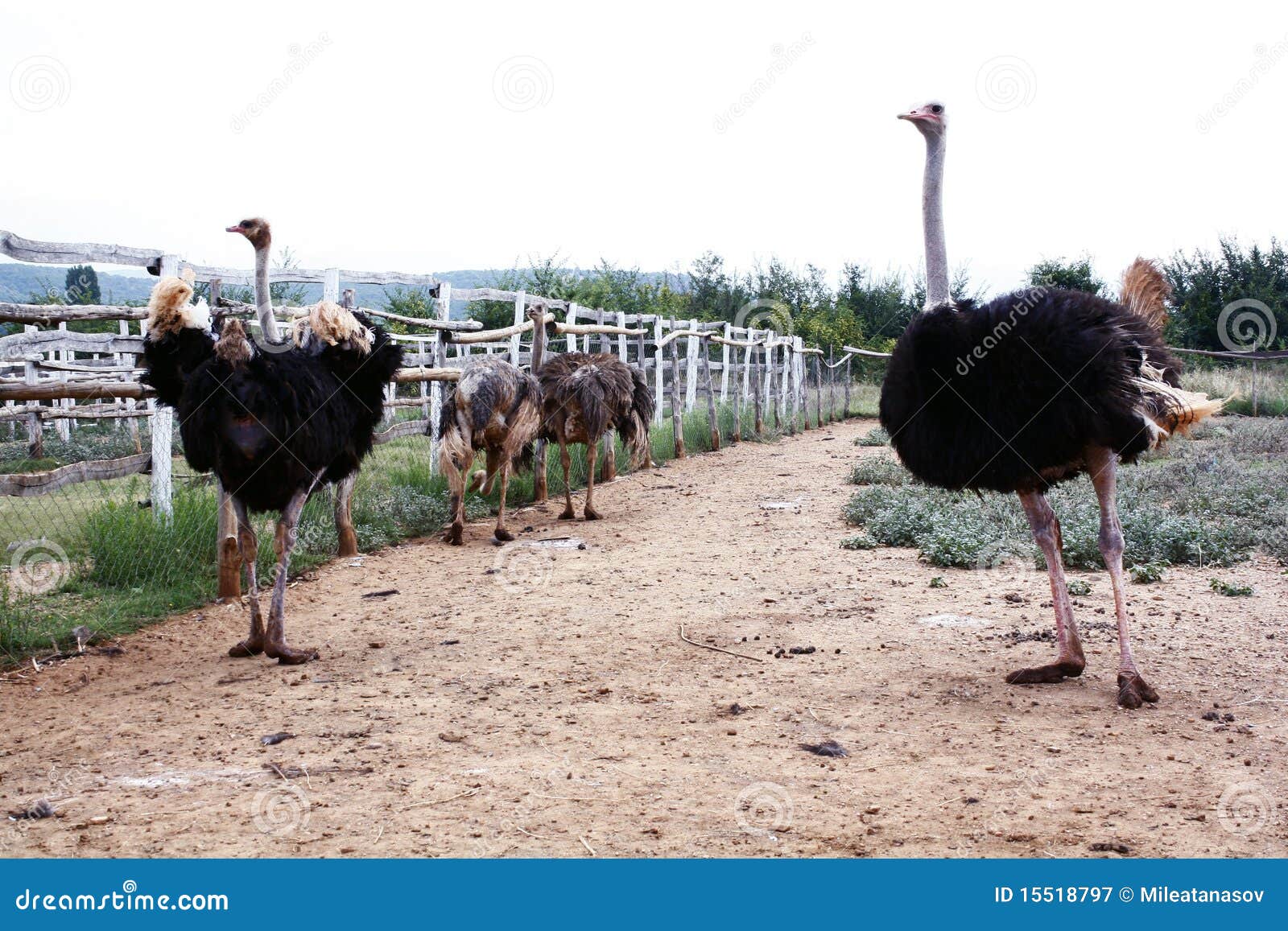Ostriches stock image. Image of ostrich, stare, bird - 15518797