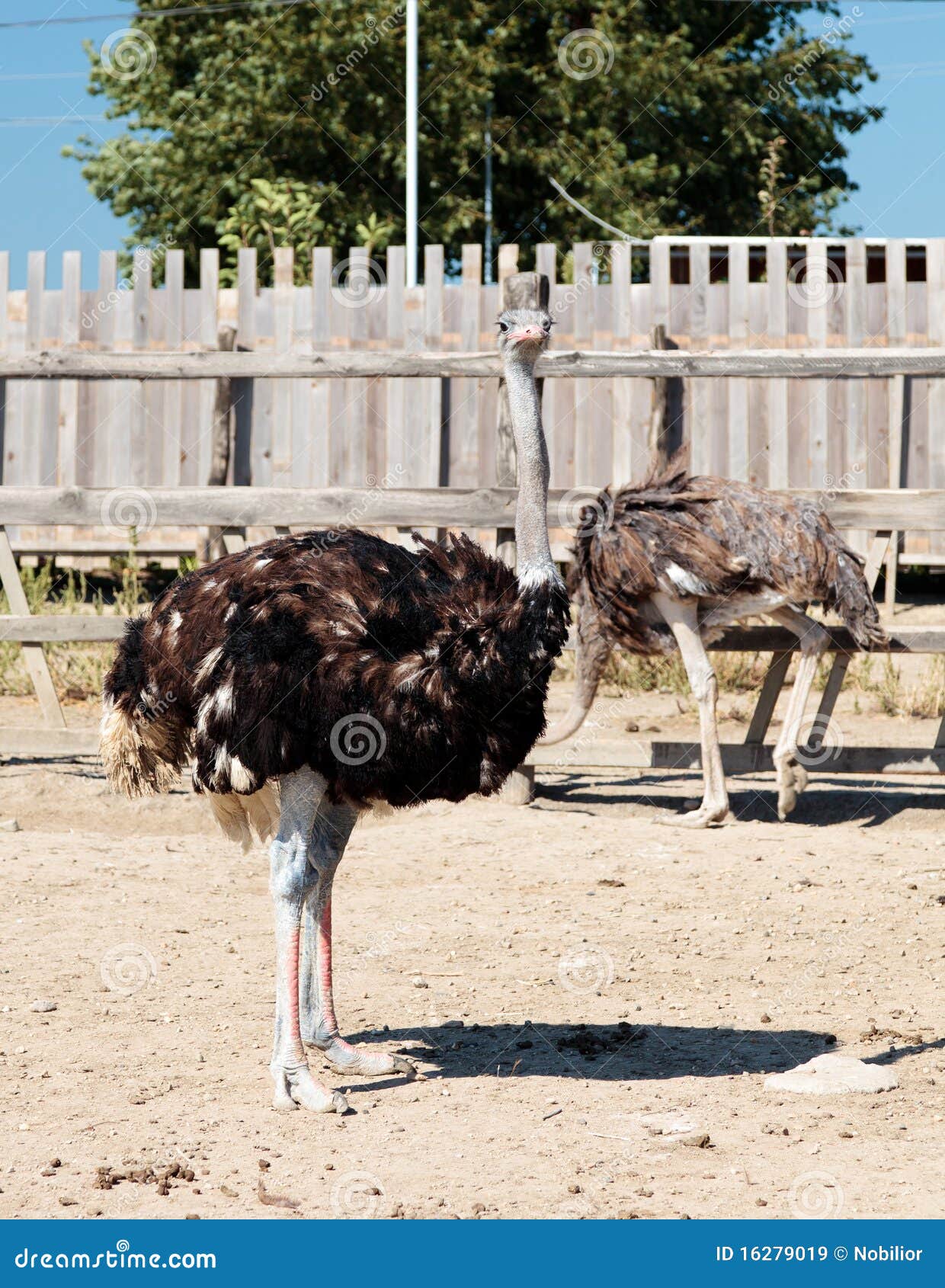 Ostriches stock image. Image of destination, neck, african - 16279019