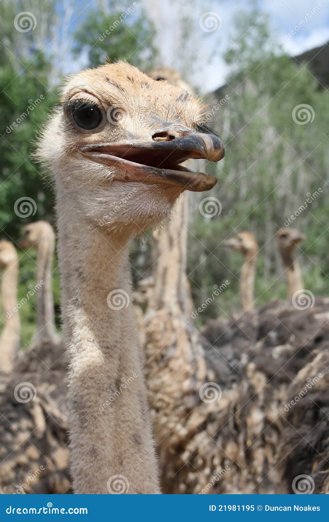 Ostriches stock image. Image of farm, looking, head, feathers - 21981195