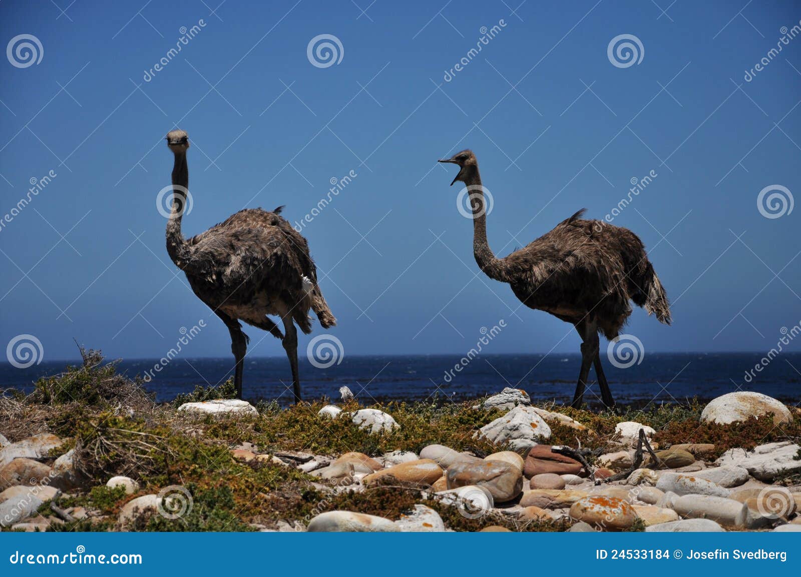 Ostriches stock photo. Image of ostrich, good, ostriches - 24533184