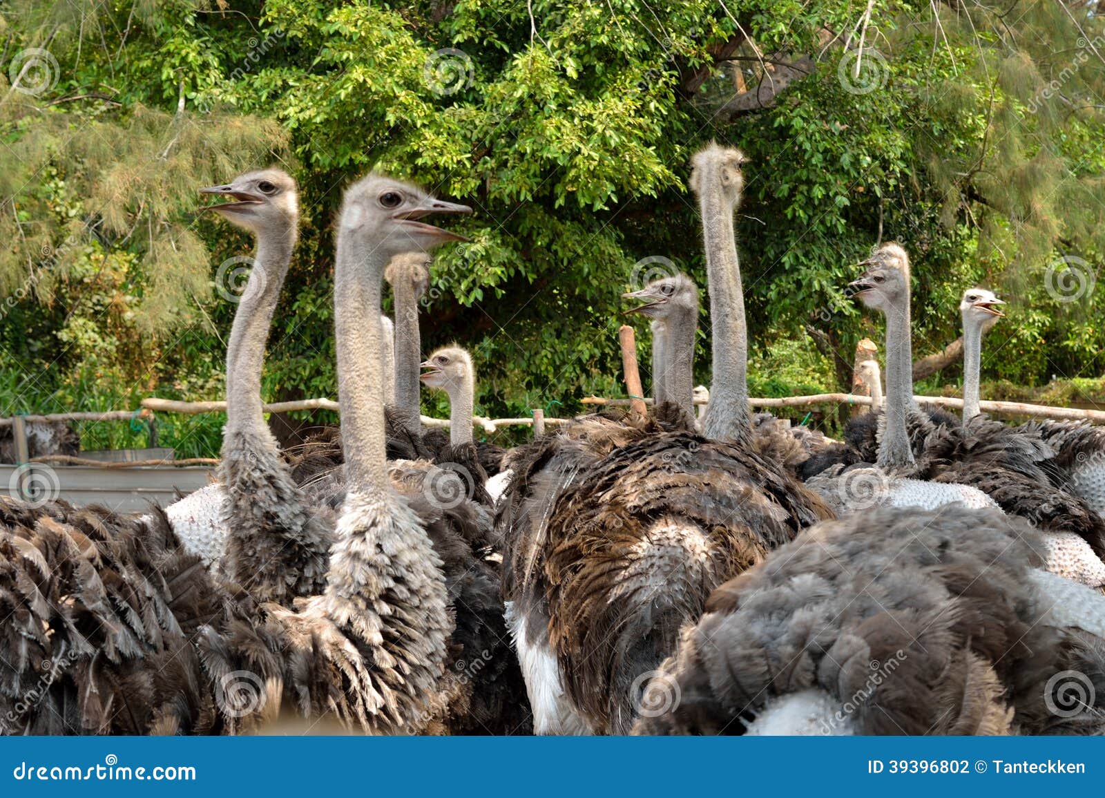 Ostriches farm stock photo. Image of mouth, closeup, ostrich - 39396802