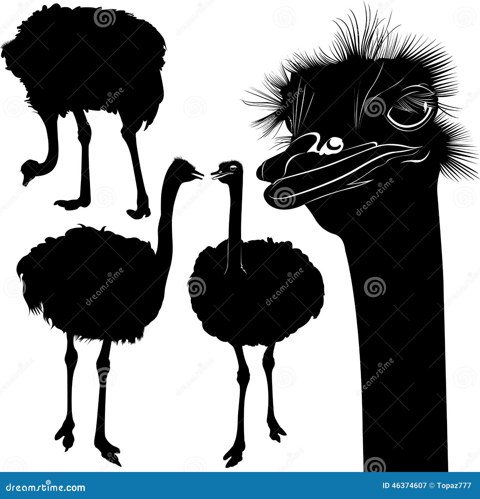 Ostriches stock vector. Illustration of hand, africa - 46374607