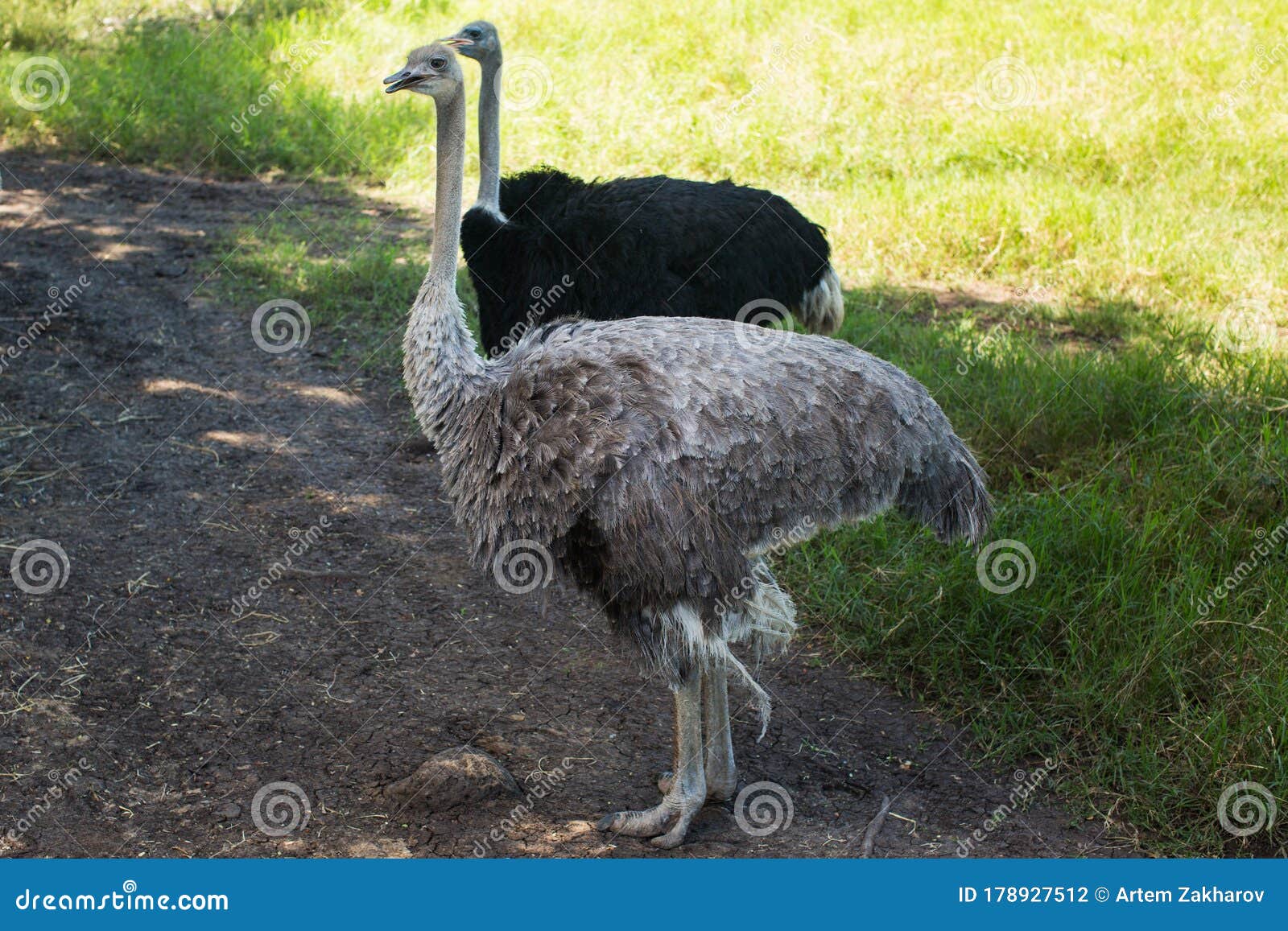 Ostriches in the Wild in Green Grassland. Stock Photo - Image of nature ...