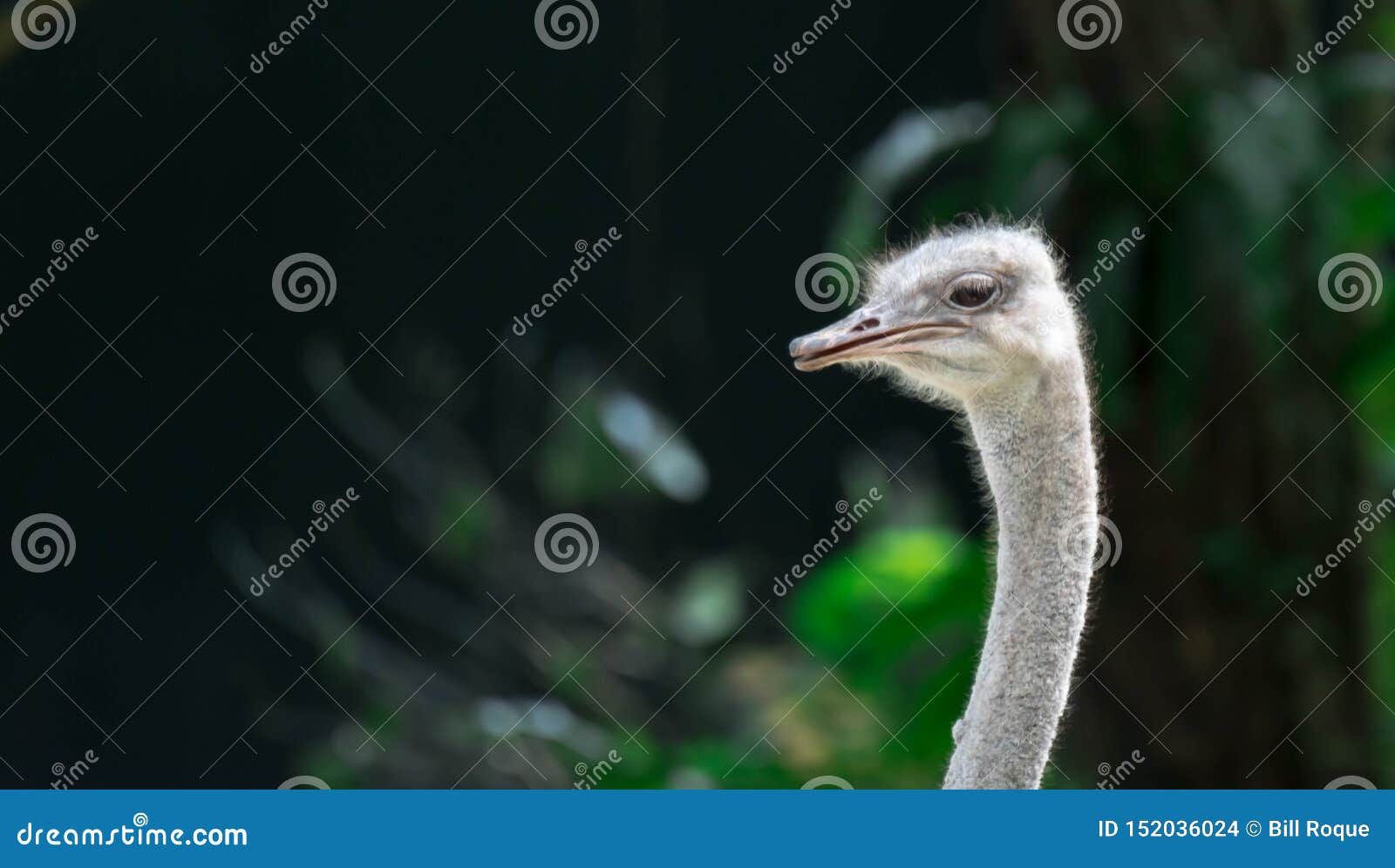 Ostrichs Head while Being Agressive and Attacking Everyone Stock Photo ...