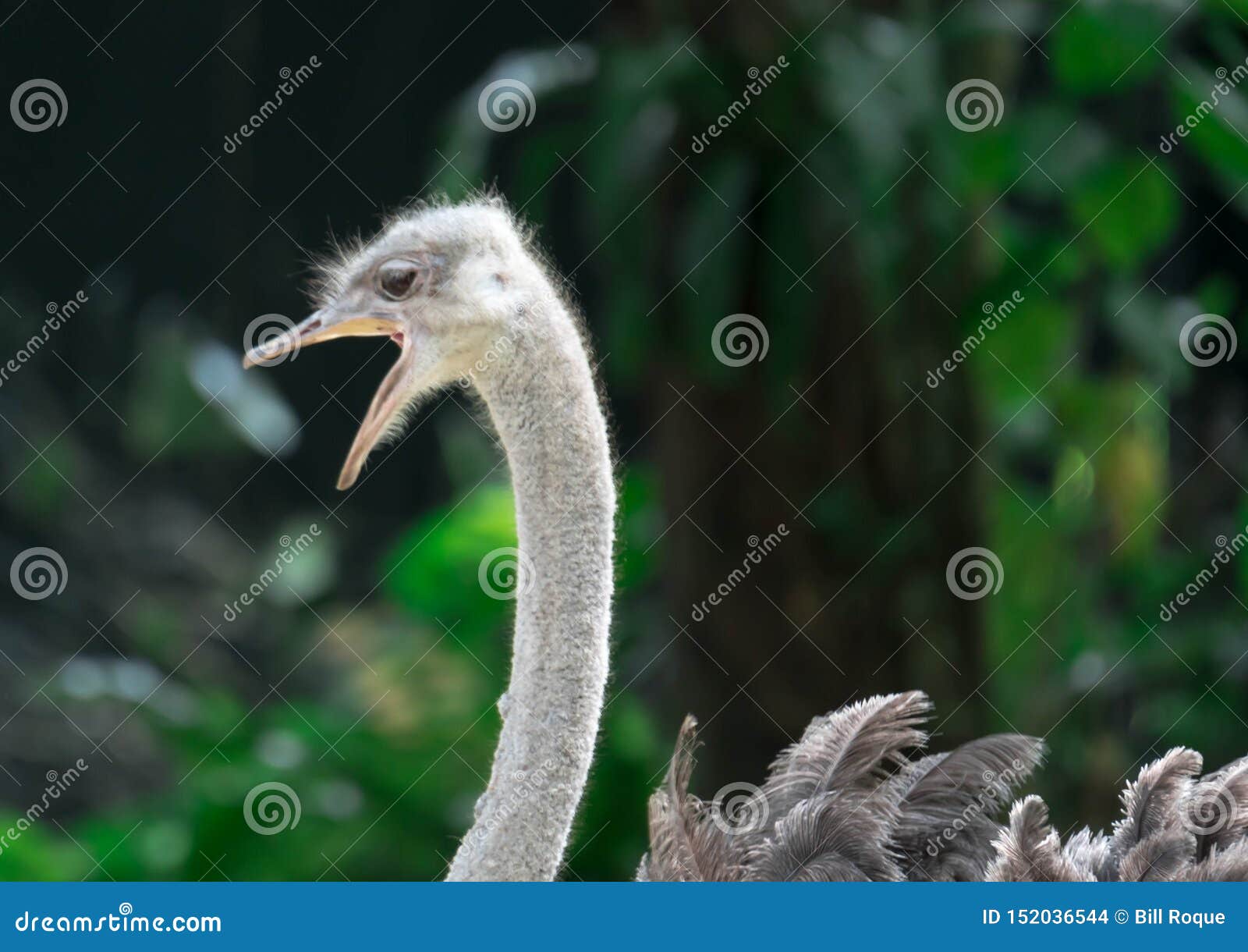 Ostrichs Head while Being Agressive and Attacking Everyone Stock Photo ...