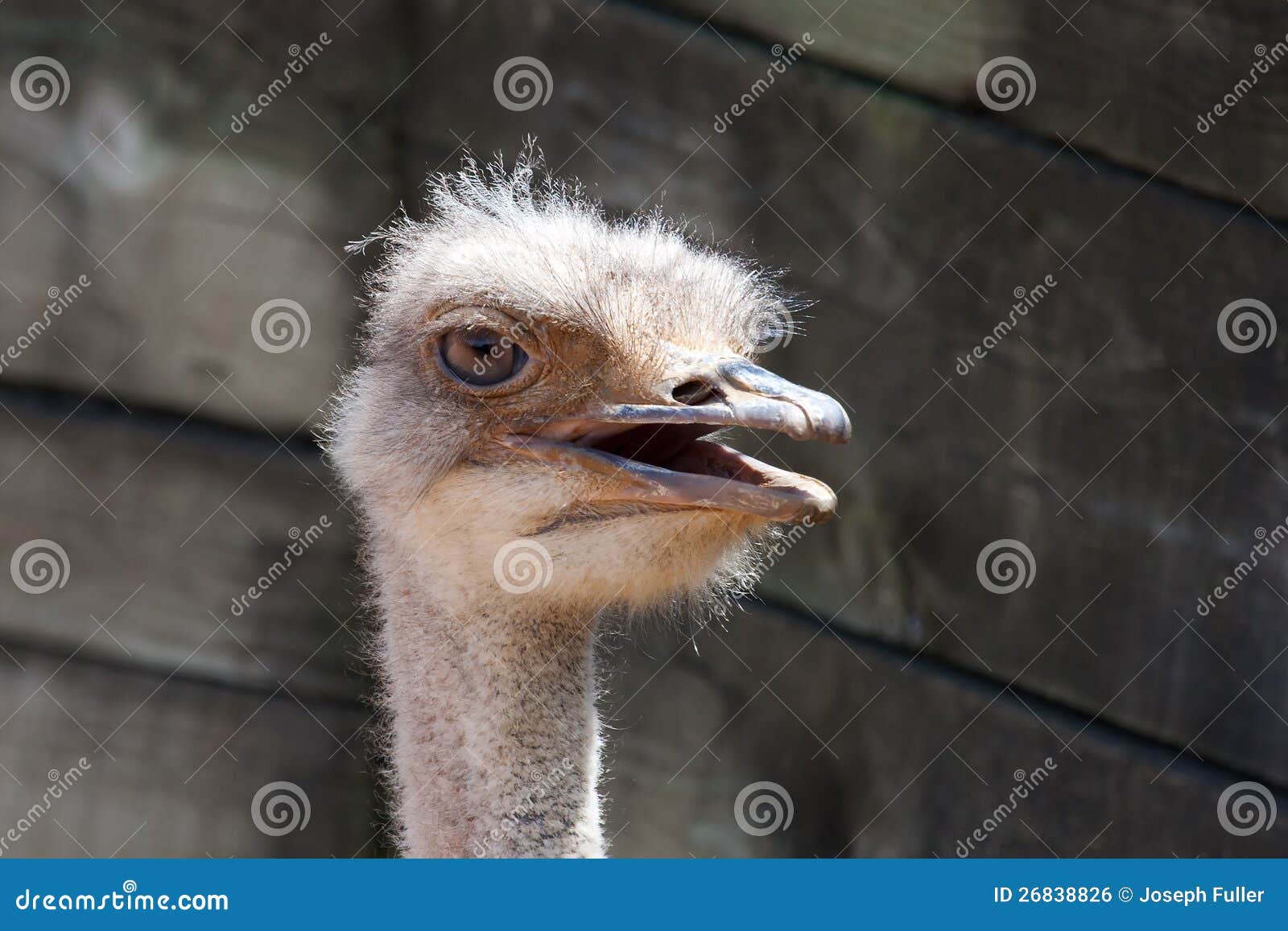 Ostridge stock photo. Image of neck, legs, bird, pond - 26838826
