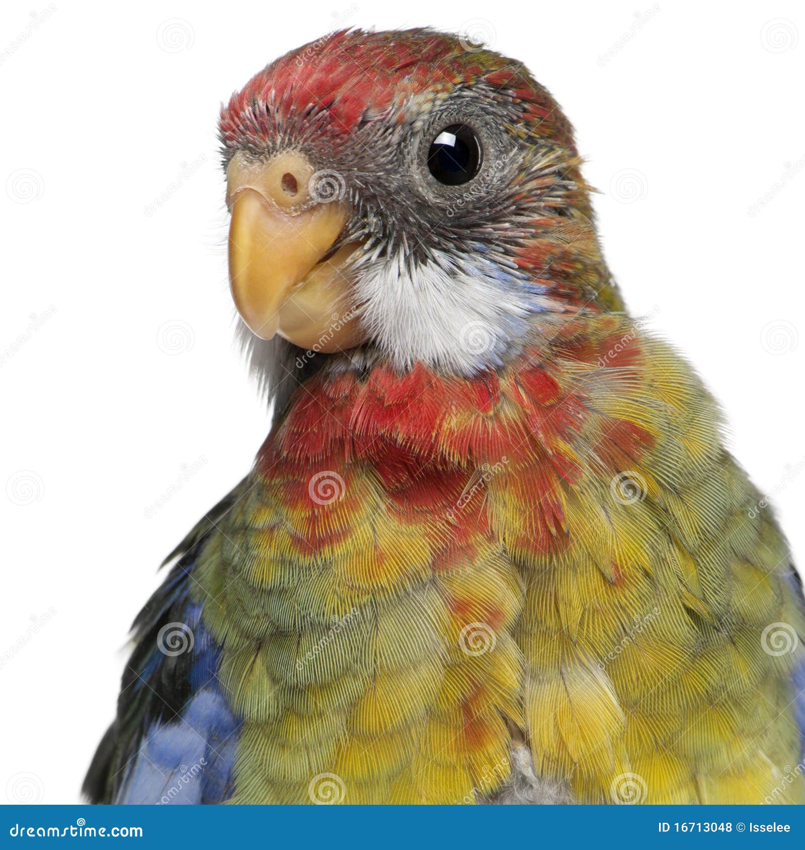 OstRosella, Platycercus Eximius Stockfoto - Bild von tier, bunt: 16713048