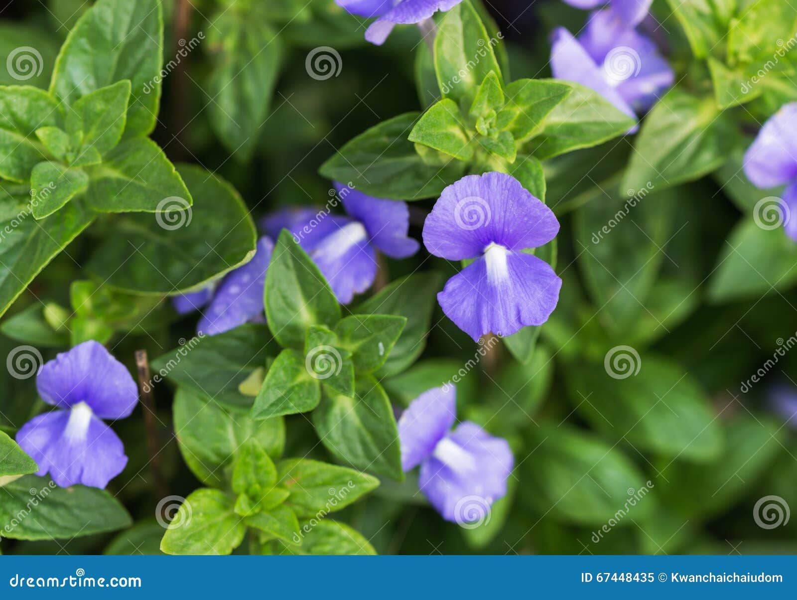 Otacanthus Caeruleus Flower Stock Image - Image of fresh, color: 67448435