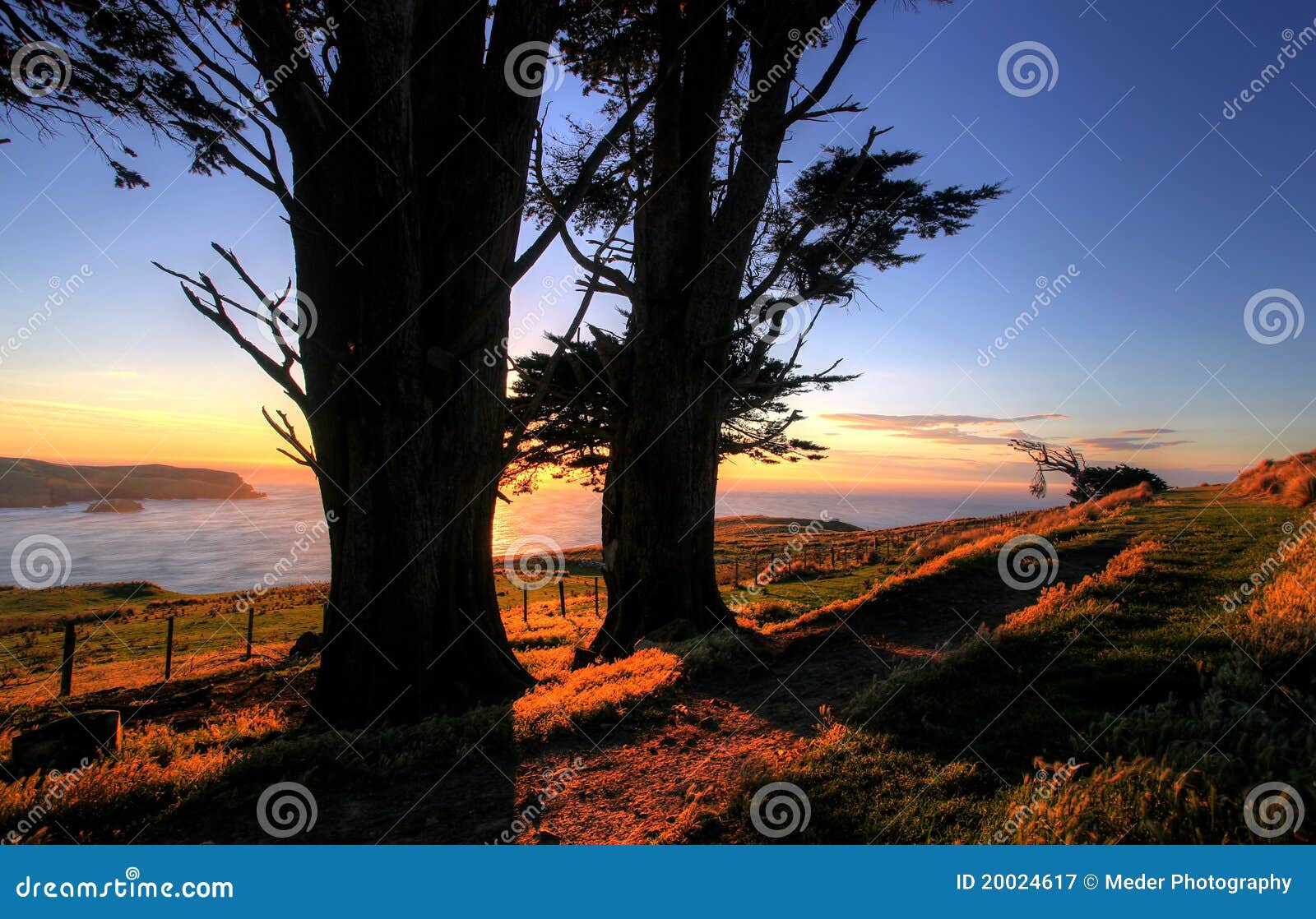 Otago Peninsula, Dunedin stock image. Image of forest - 20024617