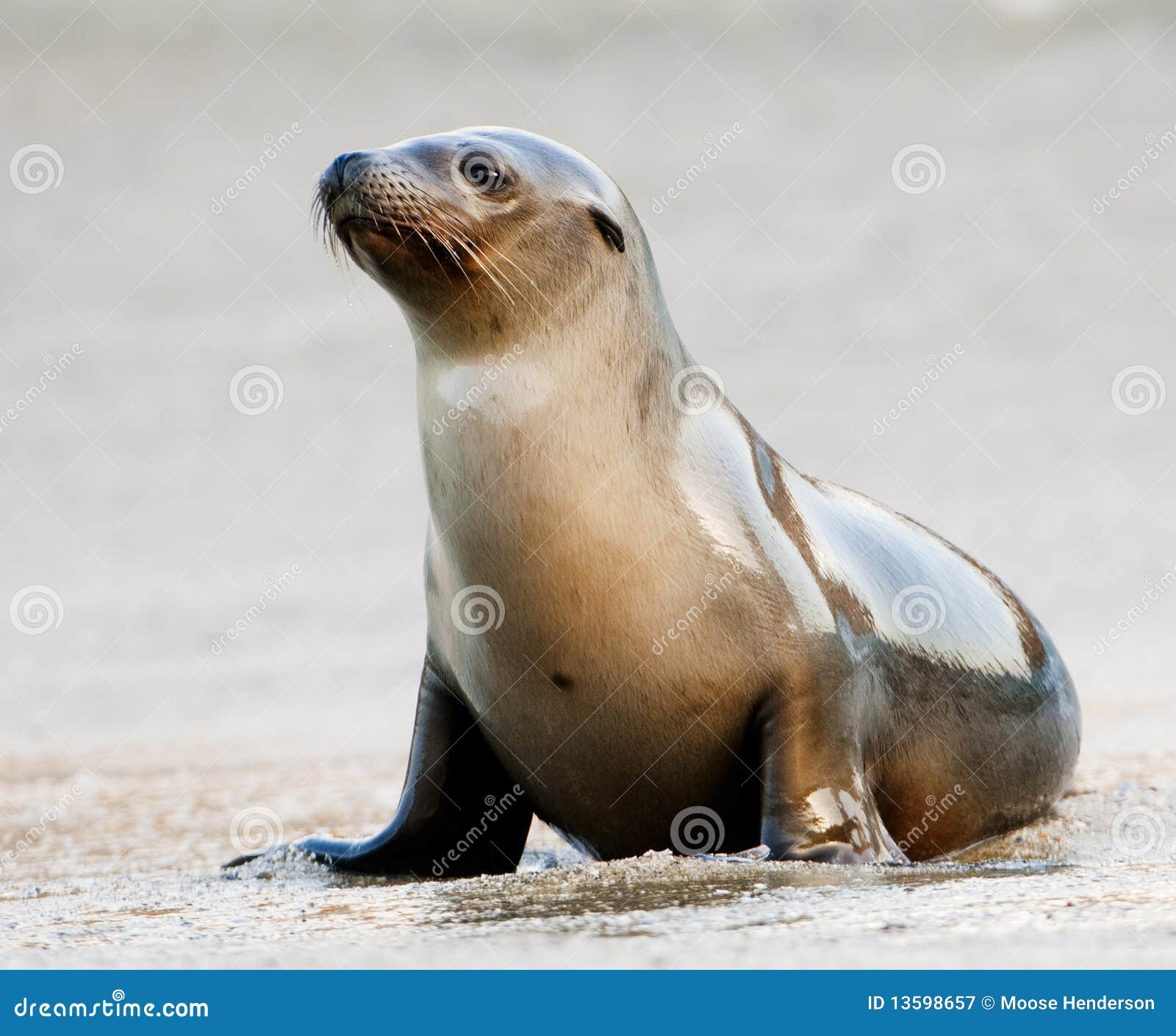 Otarie image stock. Image du faune, animaux, créature - 13598657