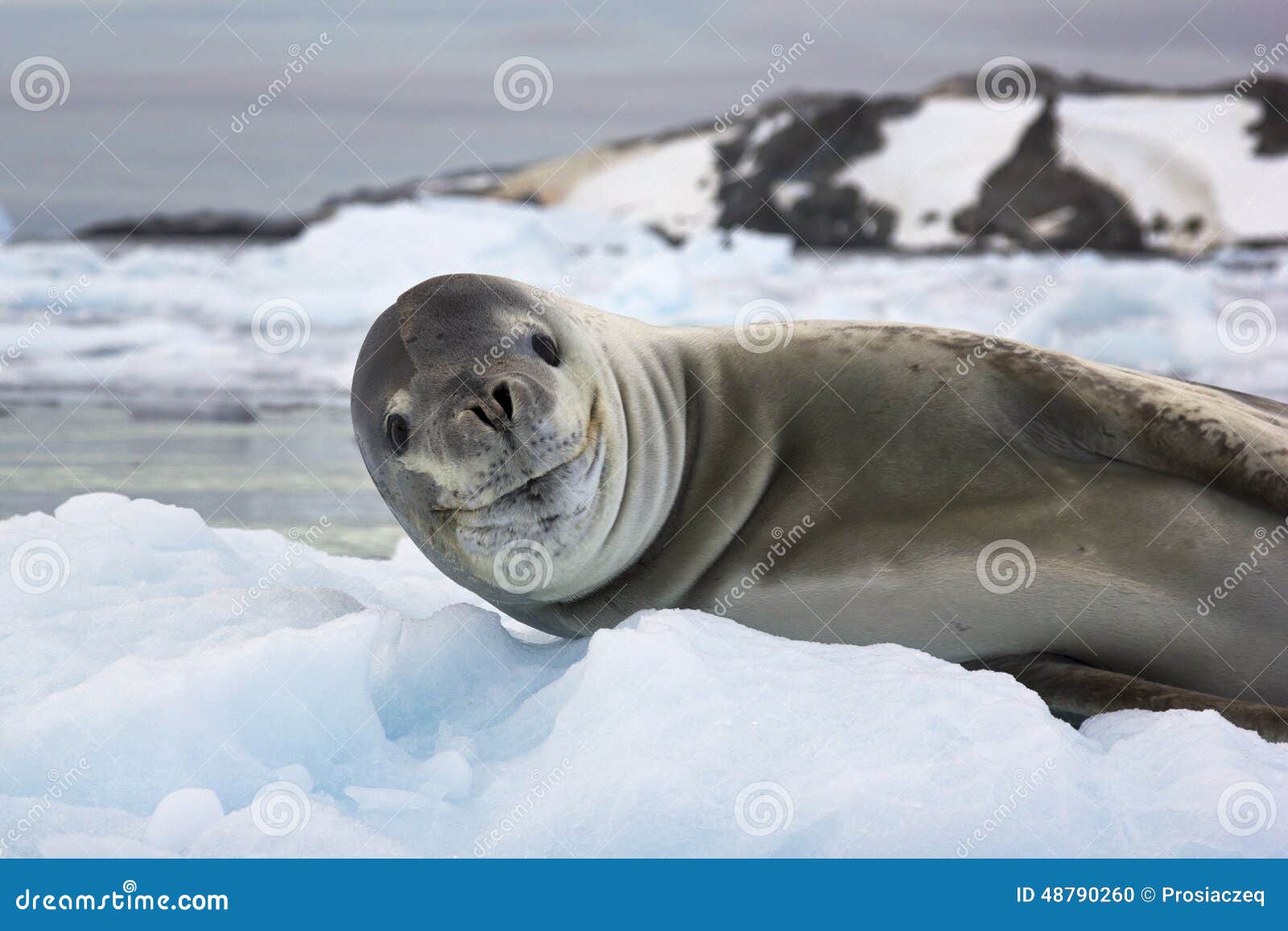 Otarie De Sourire En Antarctique Photo stock - Image du sauvage, glace ...