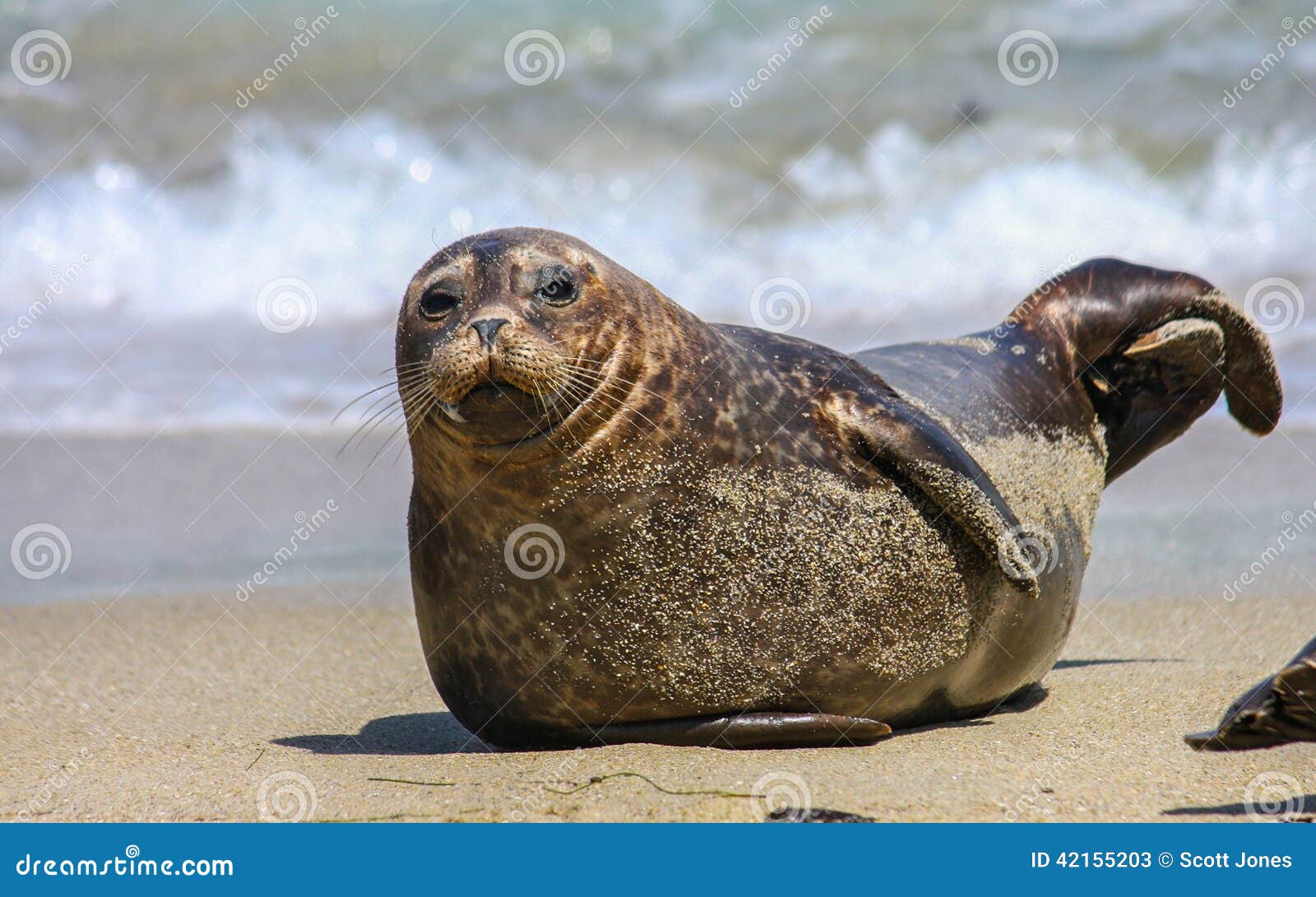 Otarie sur la plage image stock. Image of animal, plage - 42155203