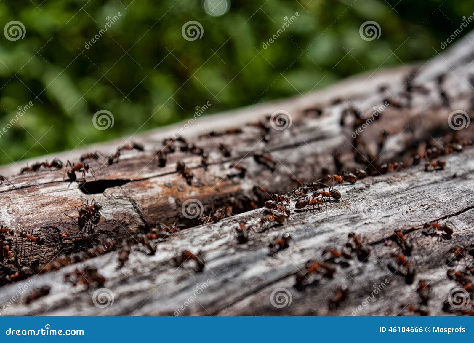 Other life - forest ants stock photo. Image of creators - 46104666