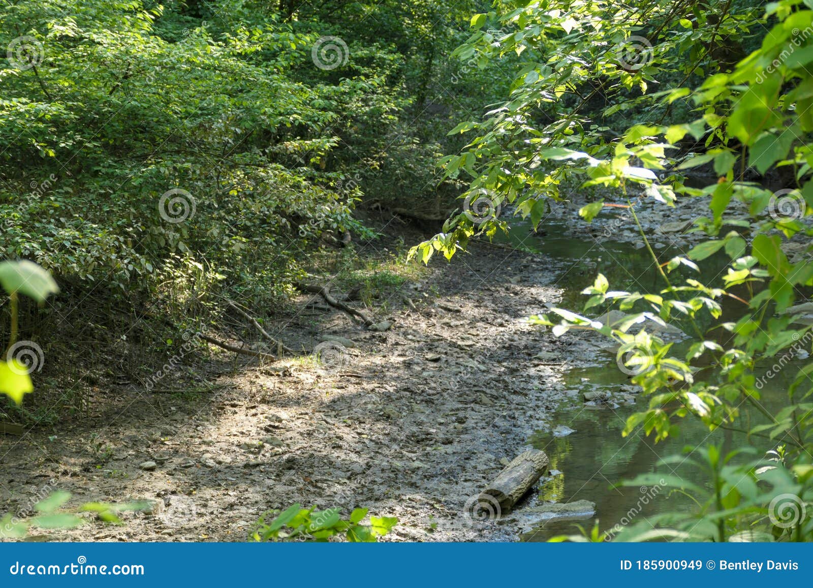 Muddy creek shore stock image. Image of scene, nature - 185900949