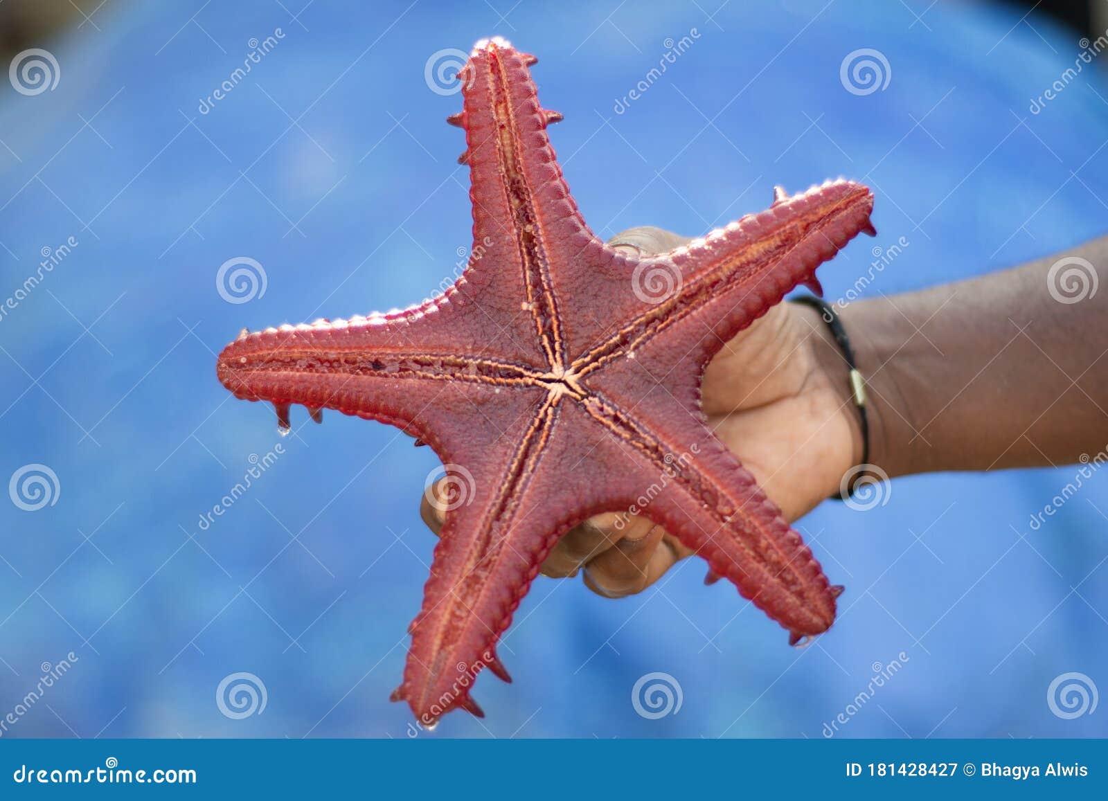 The Other Side of Star Fish Stock Image - Image of starshaped ...