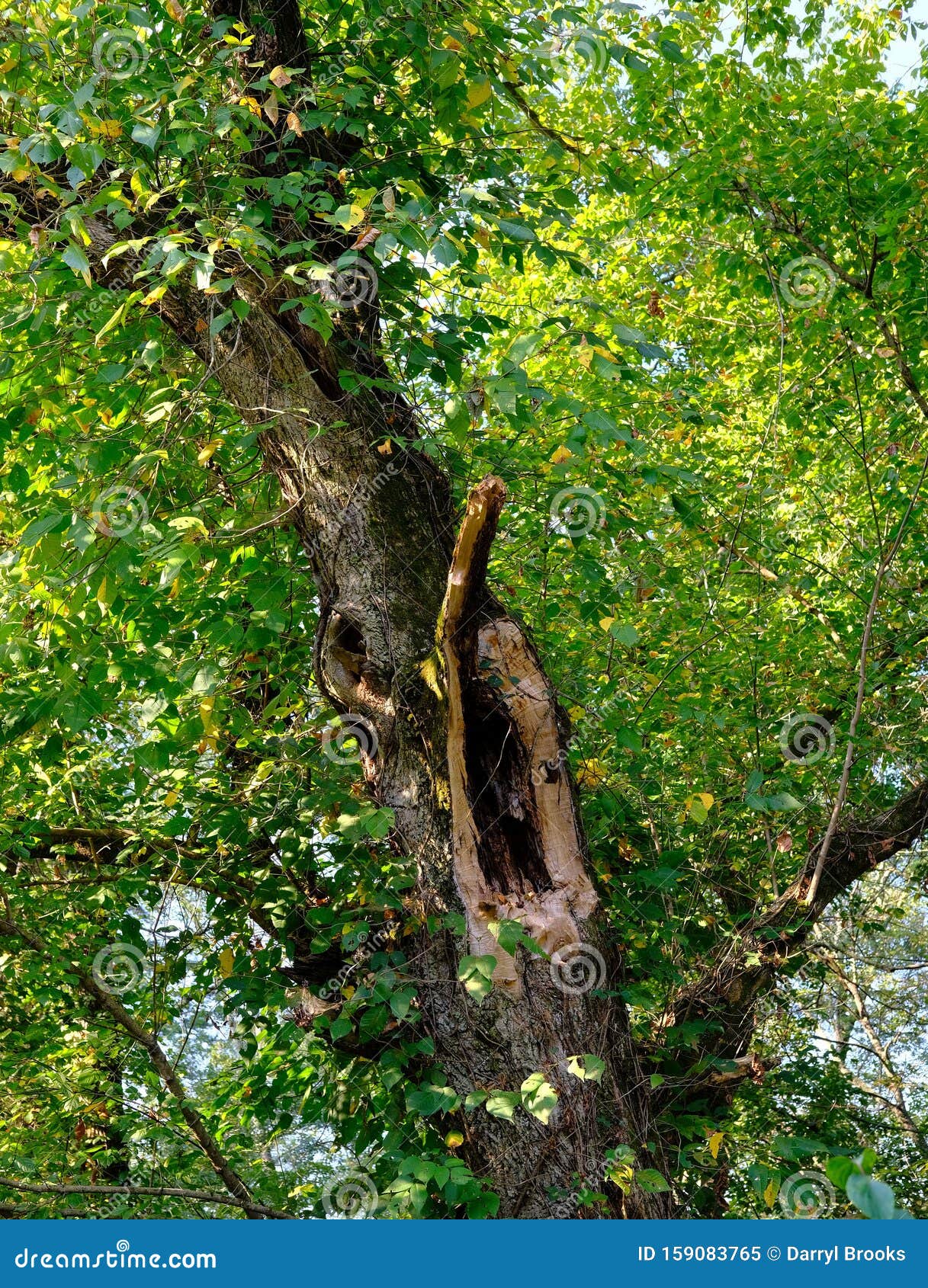 Lightning Damage to Tree stock image. Image of fallen - 159083765