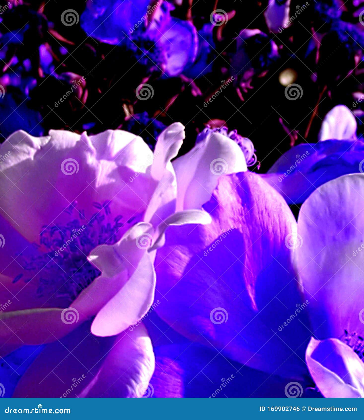 Otherworldly Gardens of Hope Stock Photo - Image of beautiful ...